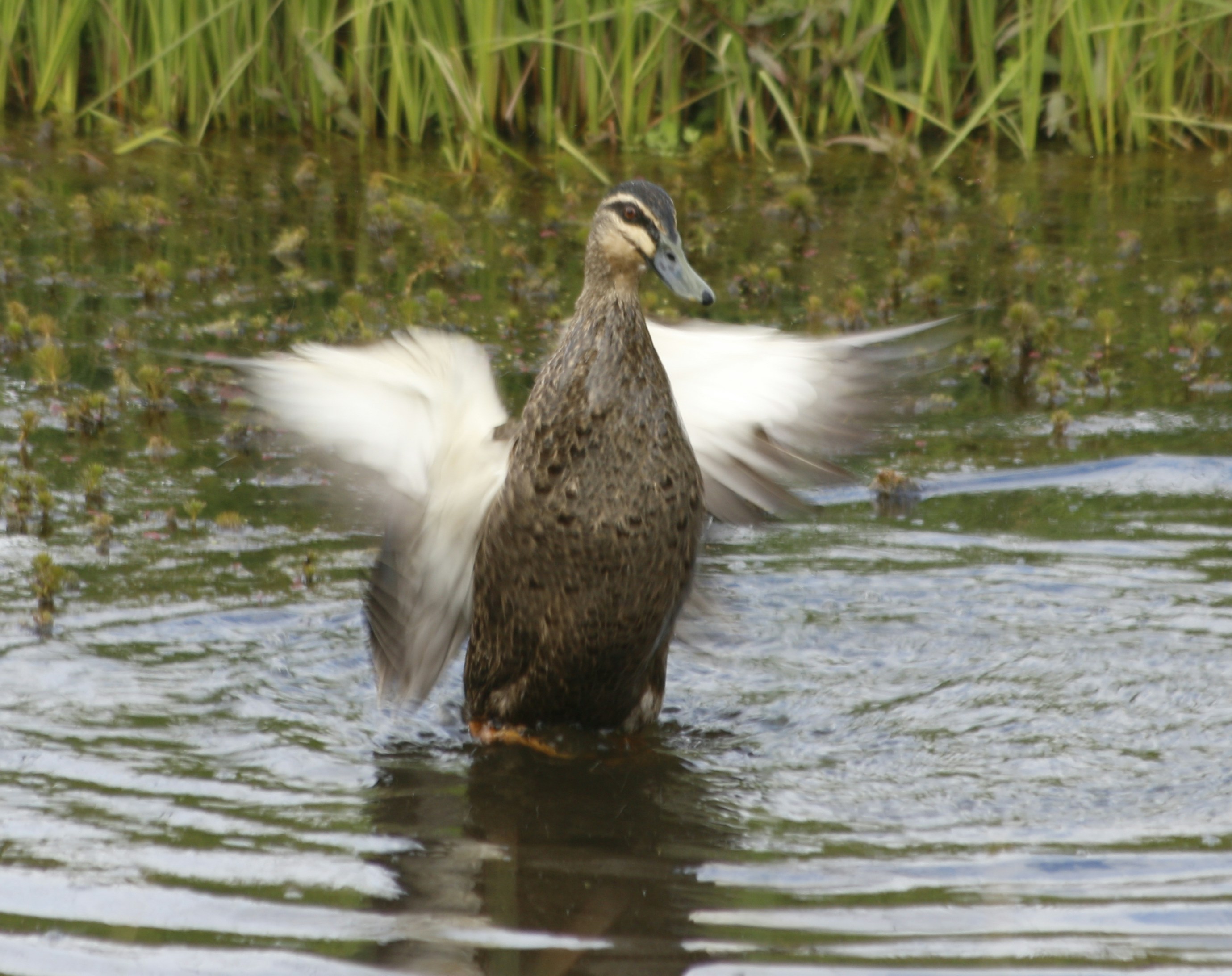A duck flapping its wings in the water photo – Free Duck on water Image ...
