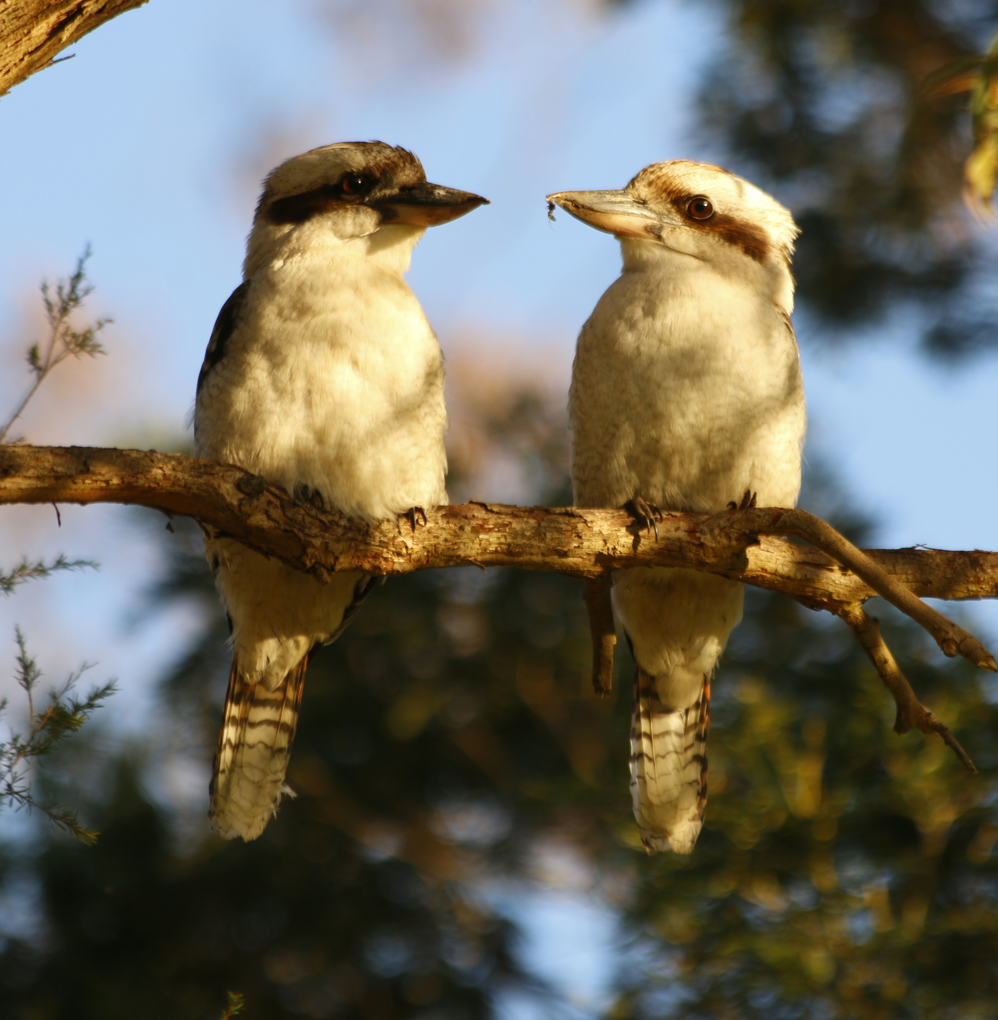 Dawn duet on a sun-warmed branch