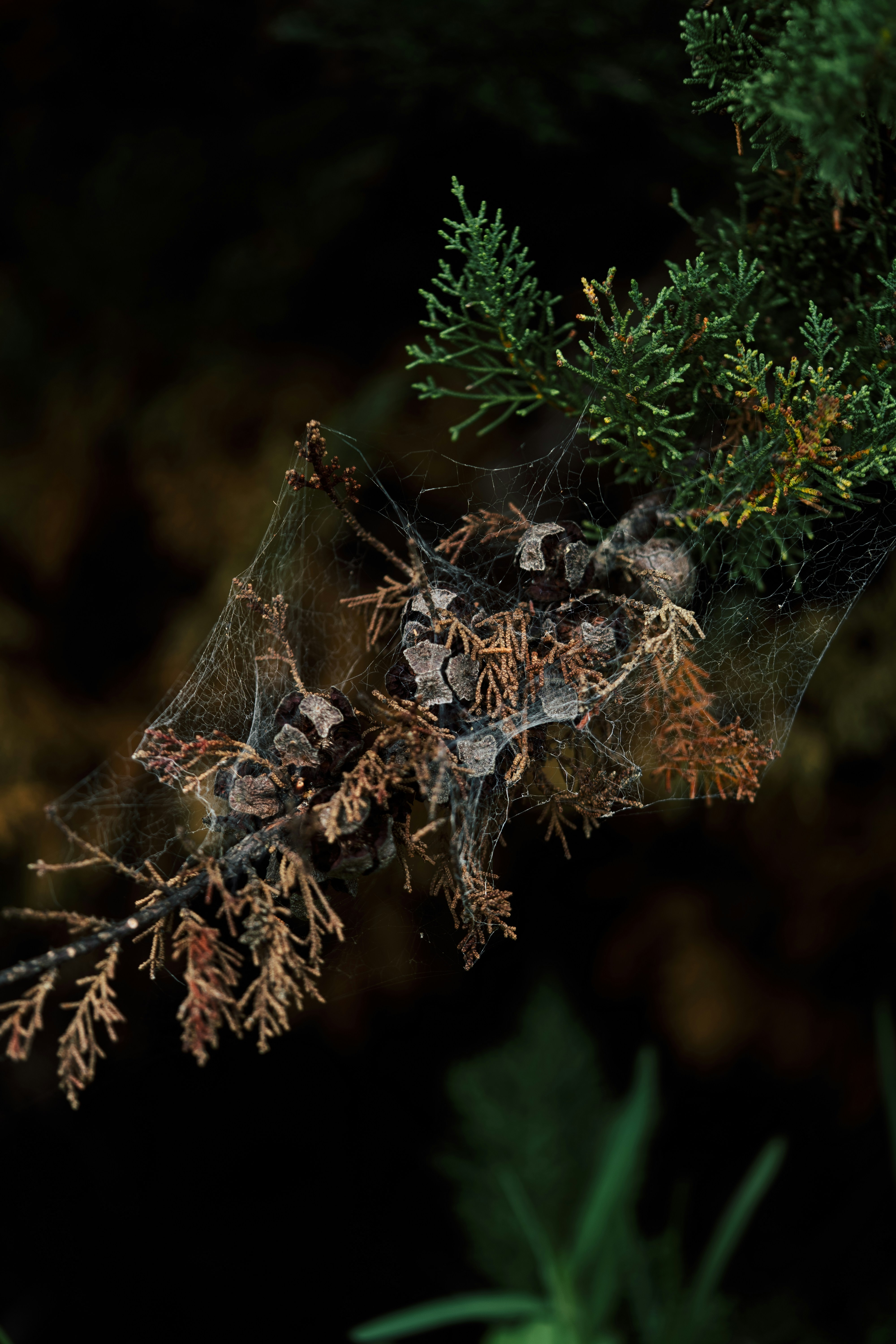 A spider web hanging from a tree branch photo – Free Auckland Image on ...