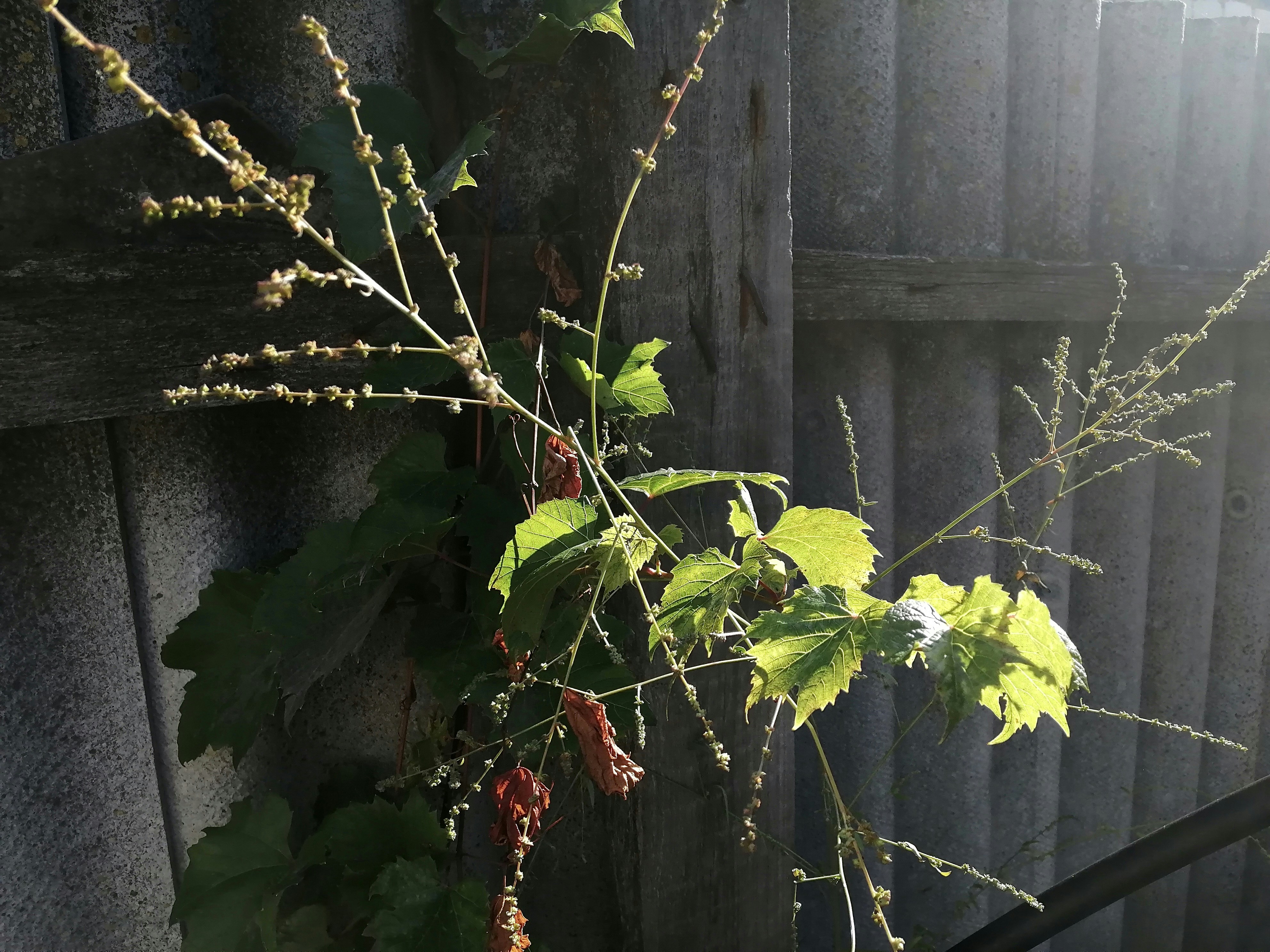 Green leaves and dried stems climbing a corrugated fence with soft sunlight highlighting textures.