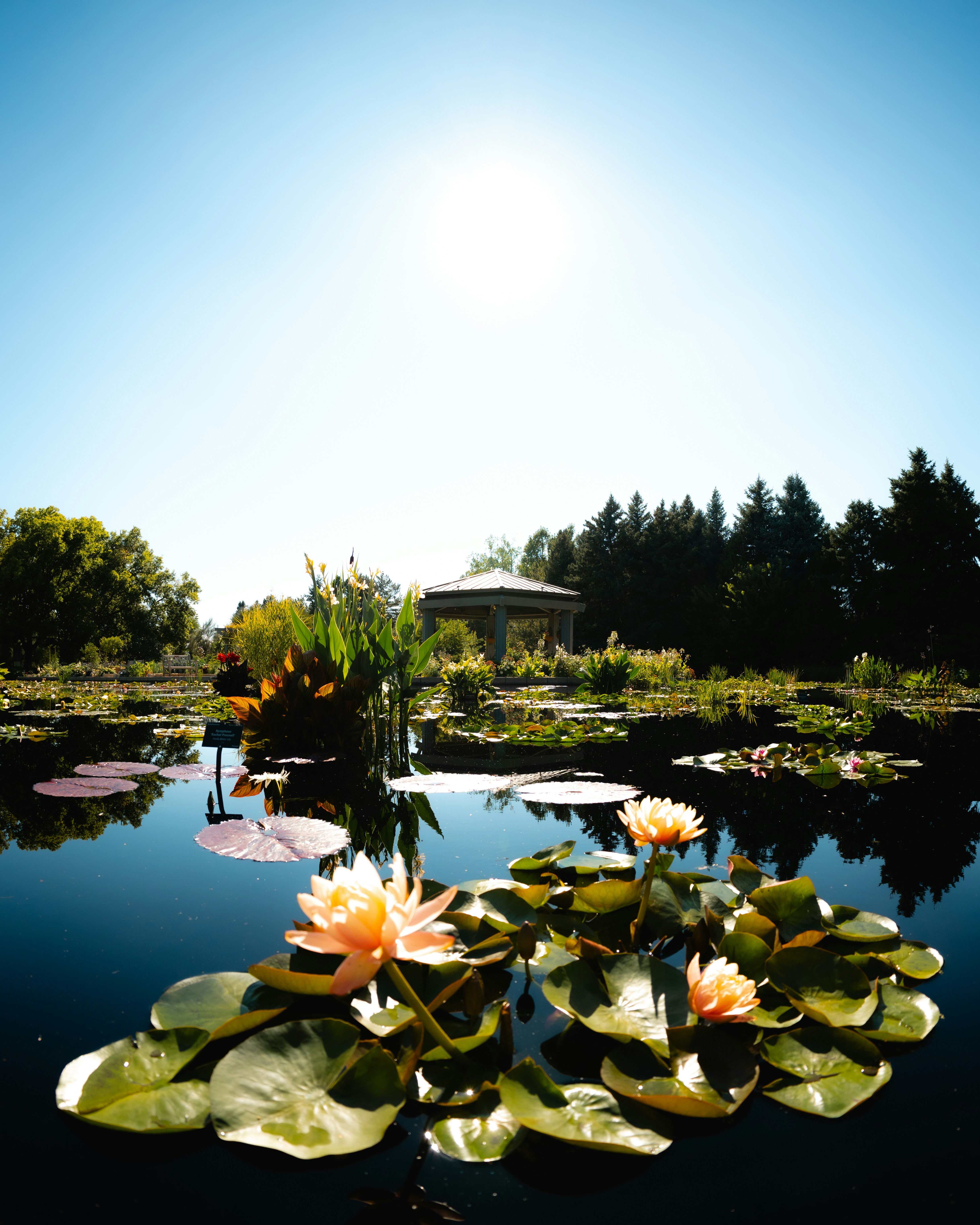 Water Lilies in Clear Morning Light by a Quiet Pond