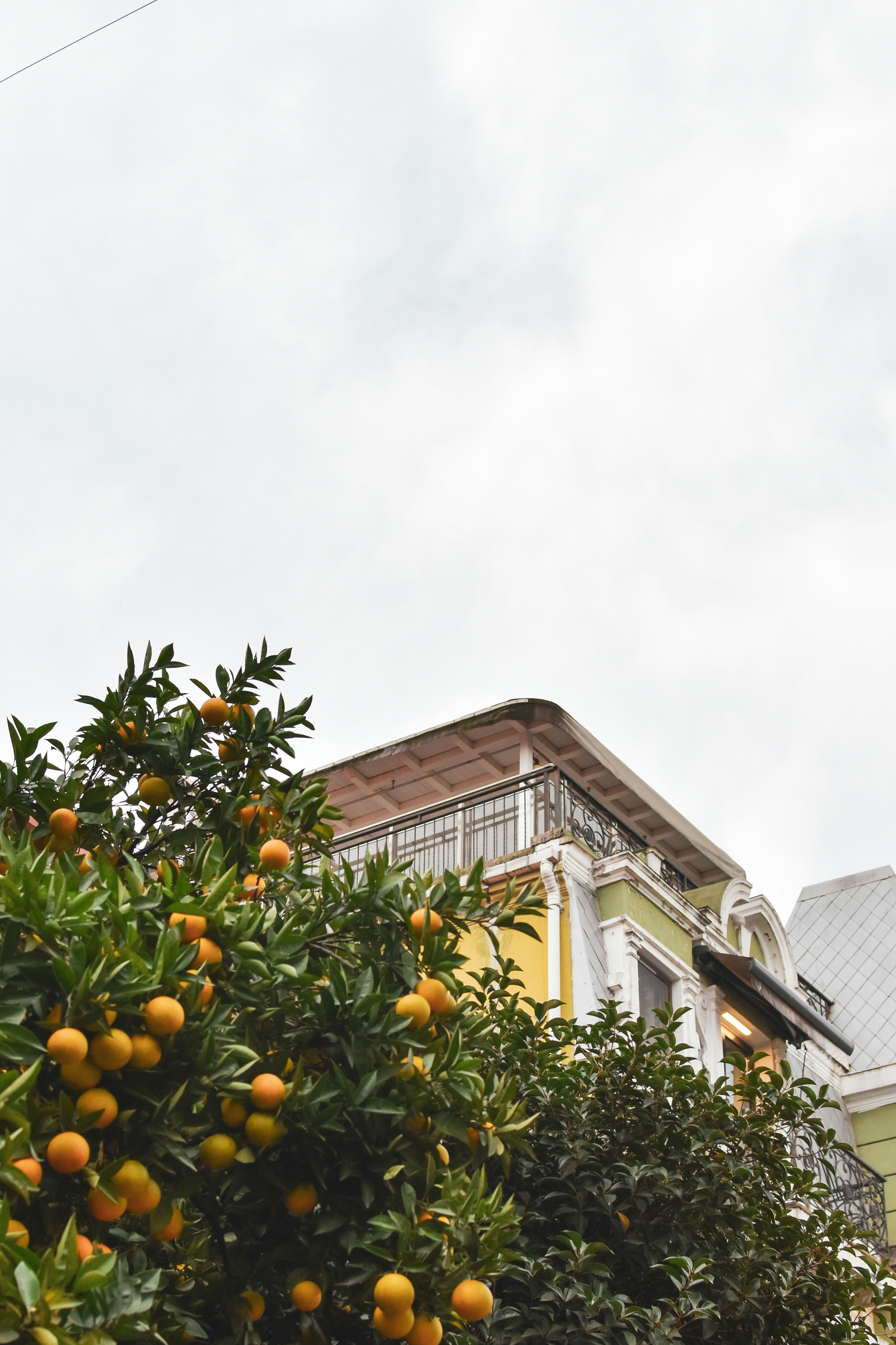 Orchard Square: A Citrus Canopy Overlooking Old Architecture