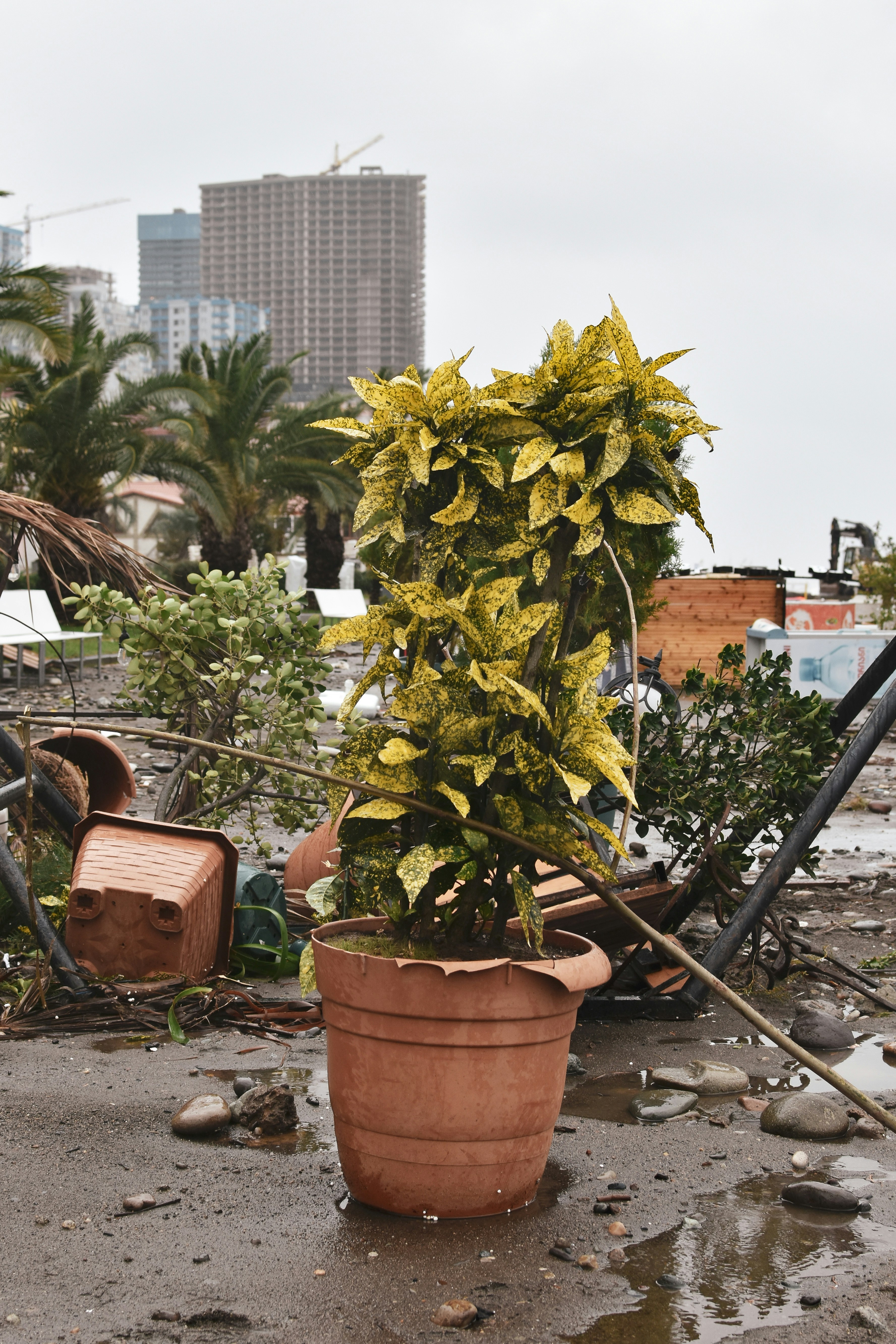 Rooftop Oasis: Yellow-Variegated Foliage in a Terracotta Pot Amid Construction Debris