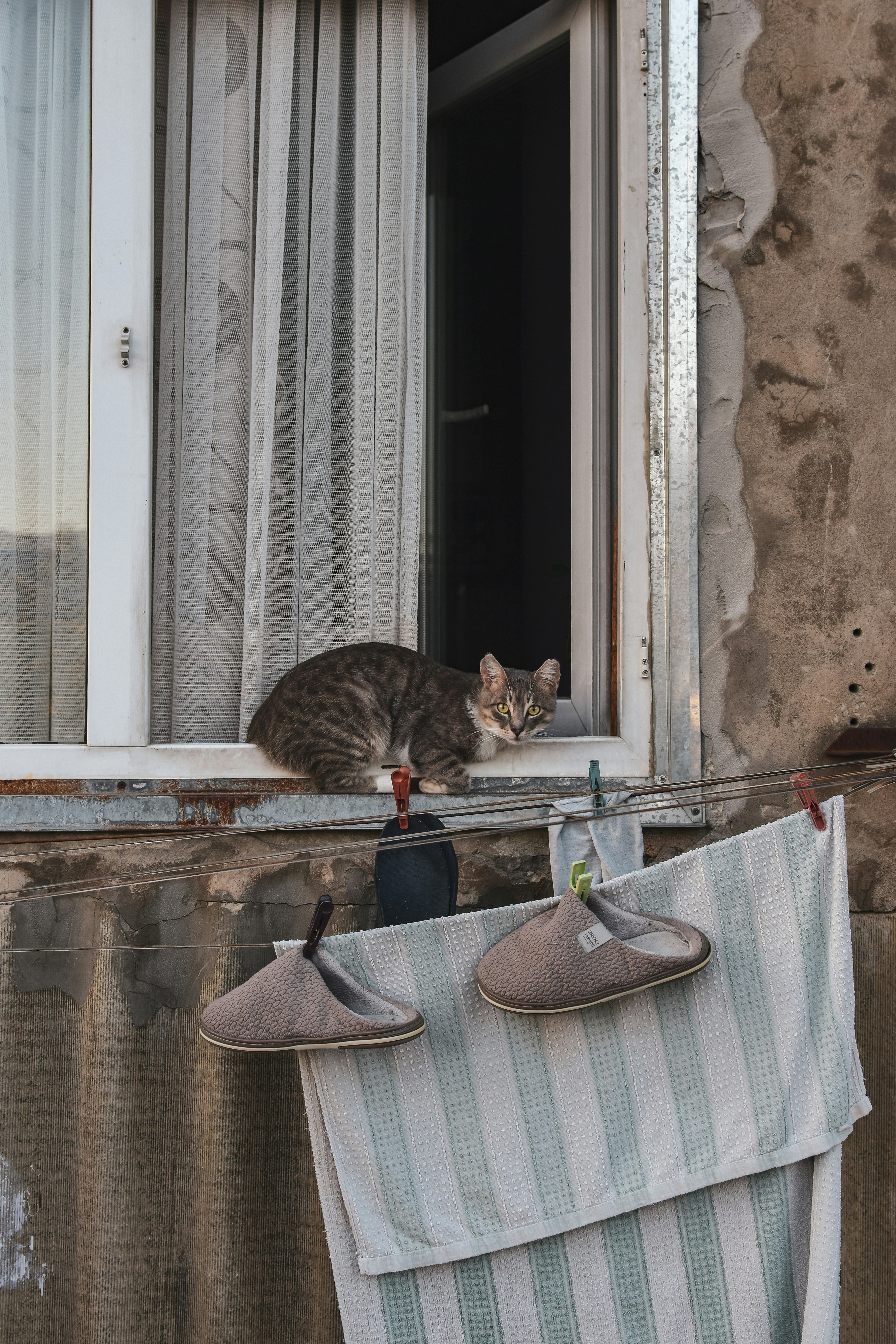 Cat on a window ledge: quiet observer amid laundry and sunlight