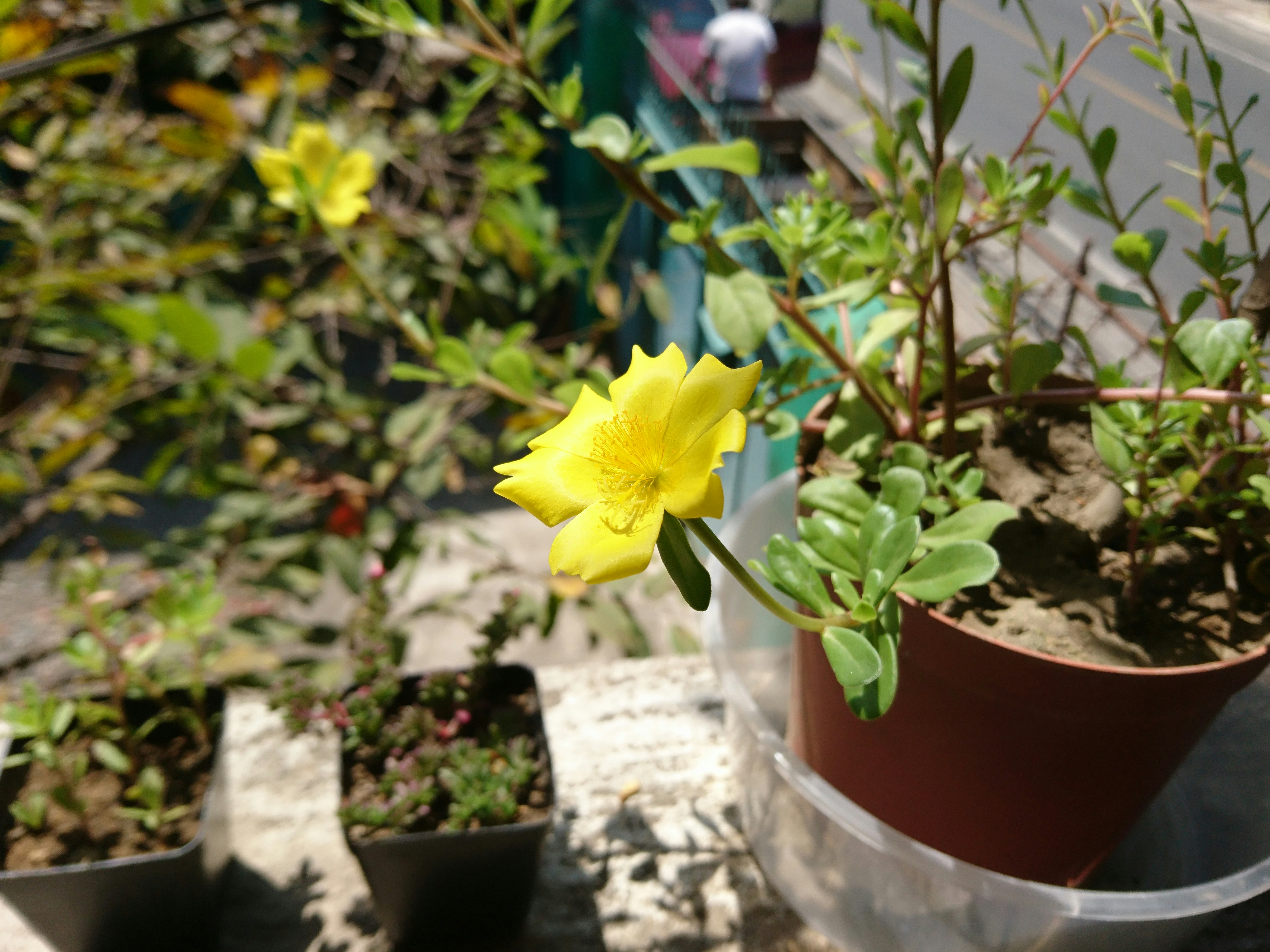 A bright yellow blossom sits in a pot on a sunlit terrace, with assorted greenery and smaller planters in the background.