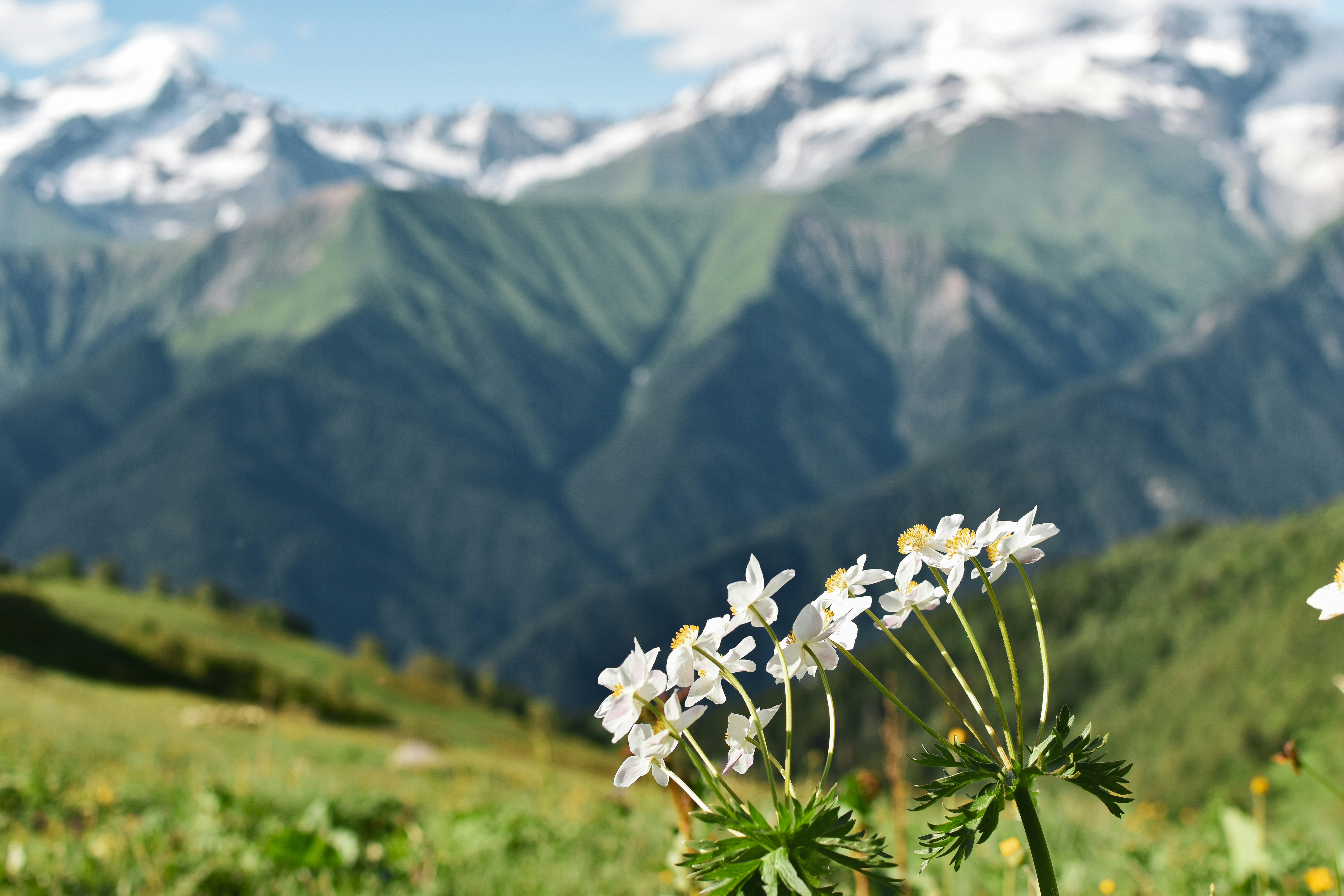 White Wildflower Framing a Snow-Crowned Range