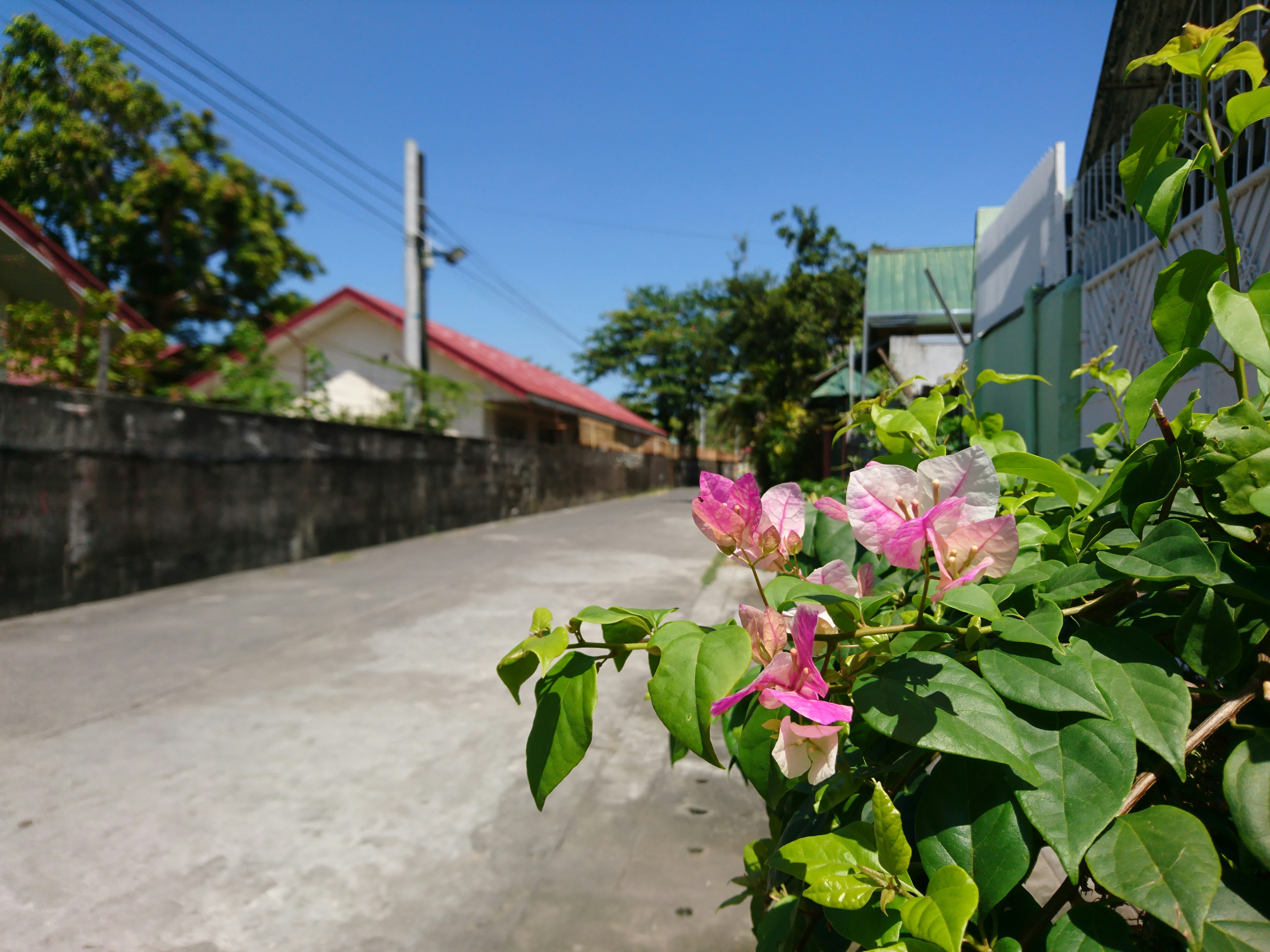 Pink bougainvillea blooms frame a sunlit suburban street, with a shallow depth of field that keeps the foreground crisp as houses recede into the distance. The scene captures a tranquil everyday moment under clear daylight.