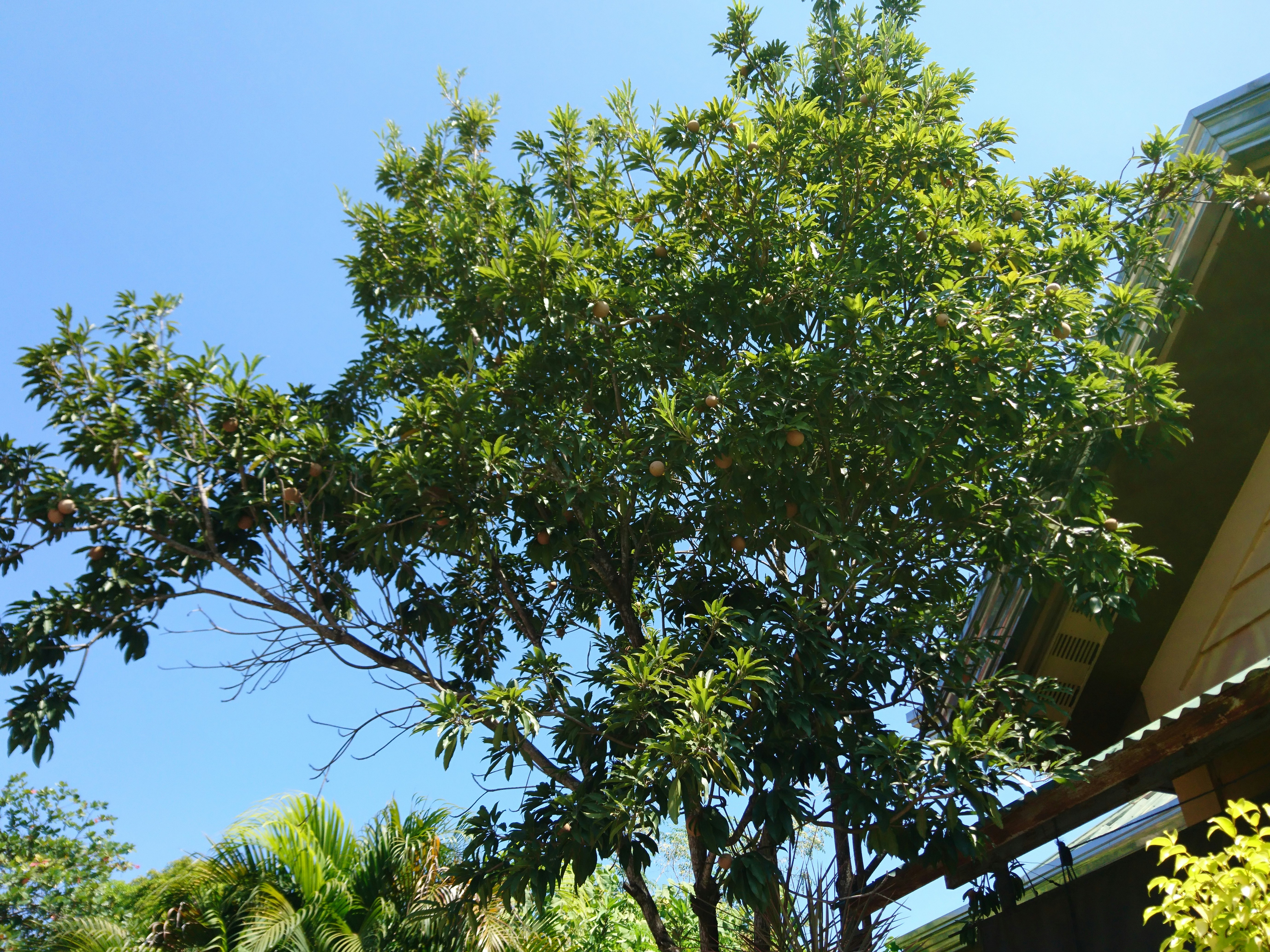 Photo by Lhar Capili with Sony Xperia X