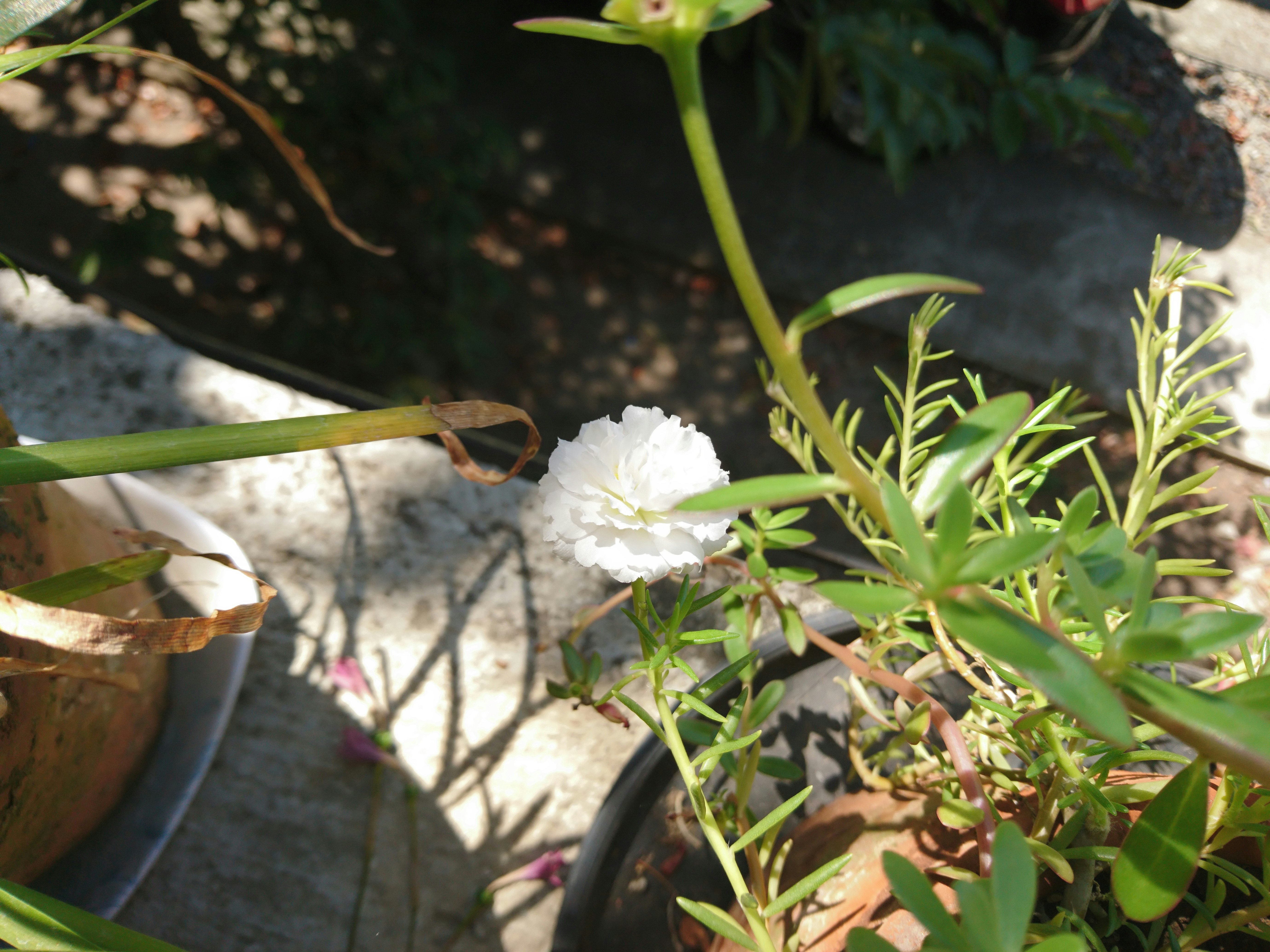 Sunlit White Bloom Weaving Through Pot-Garden Greens
