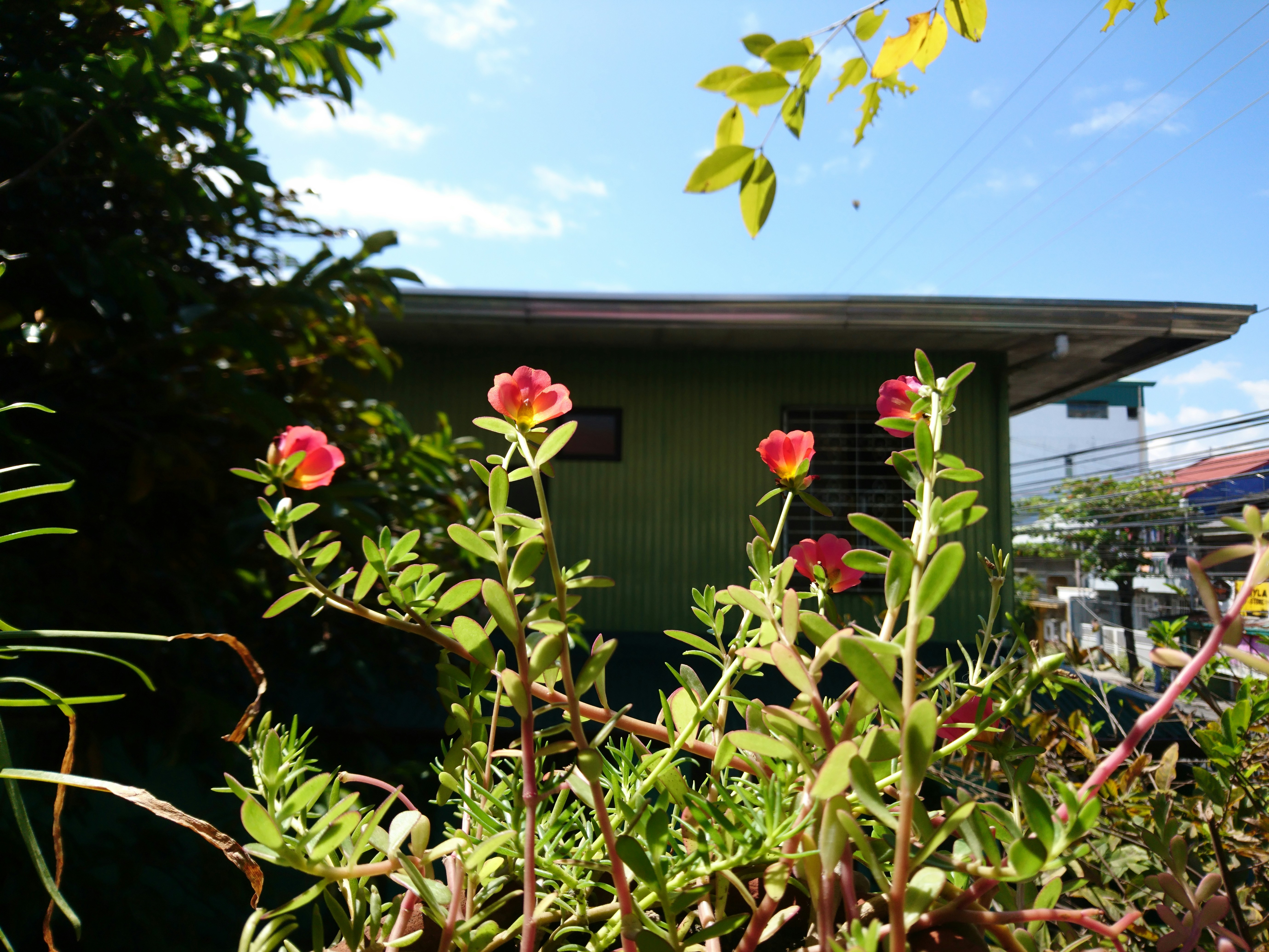 Pink Blooms Framing a Quiet Yard: A Sunlit Garden Close-Up