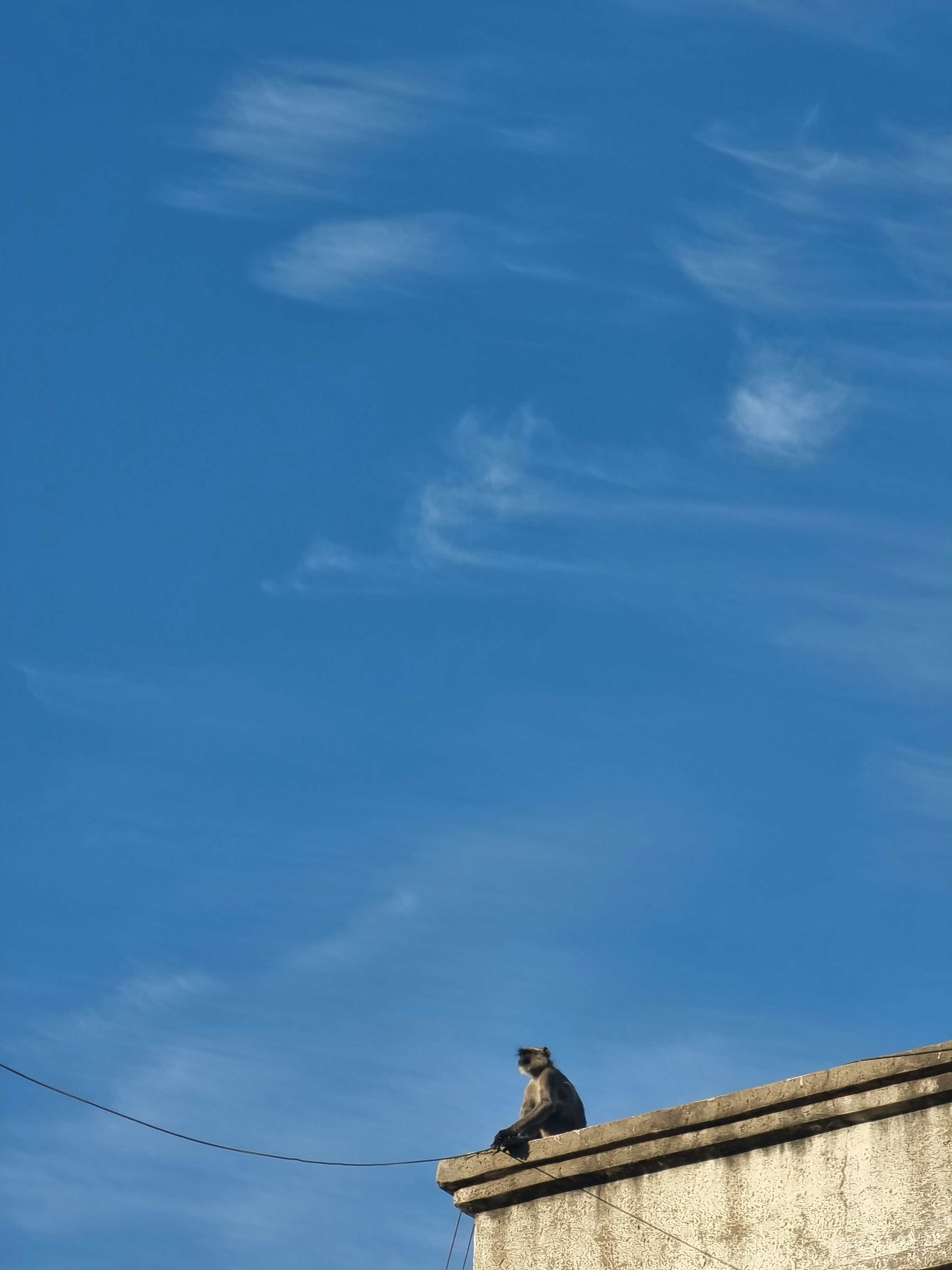 Edge Watcher: A rooftop cat perched against a vast blue sky