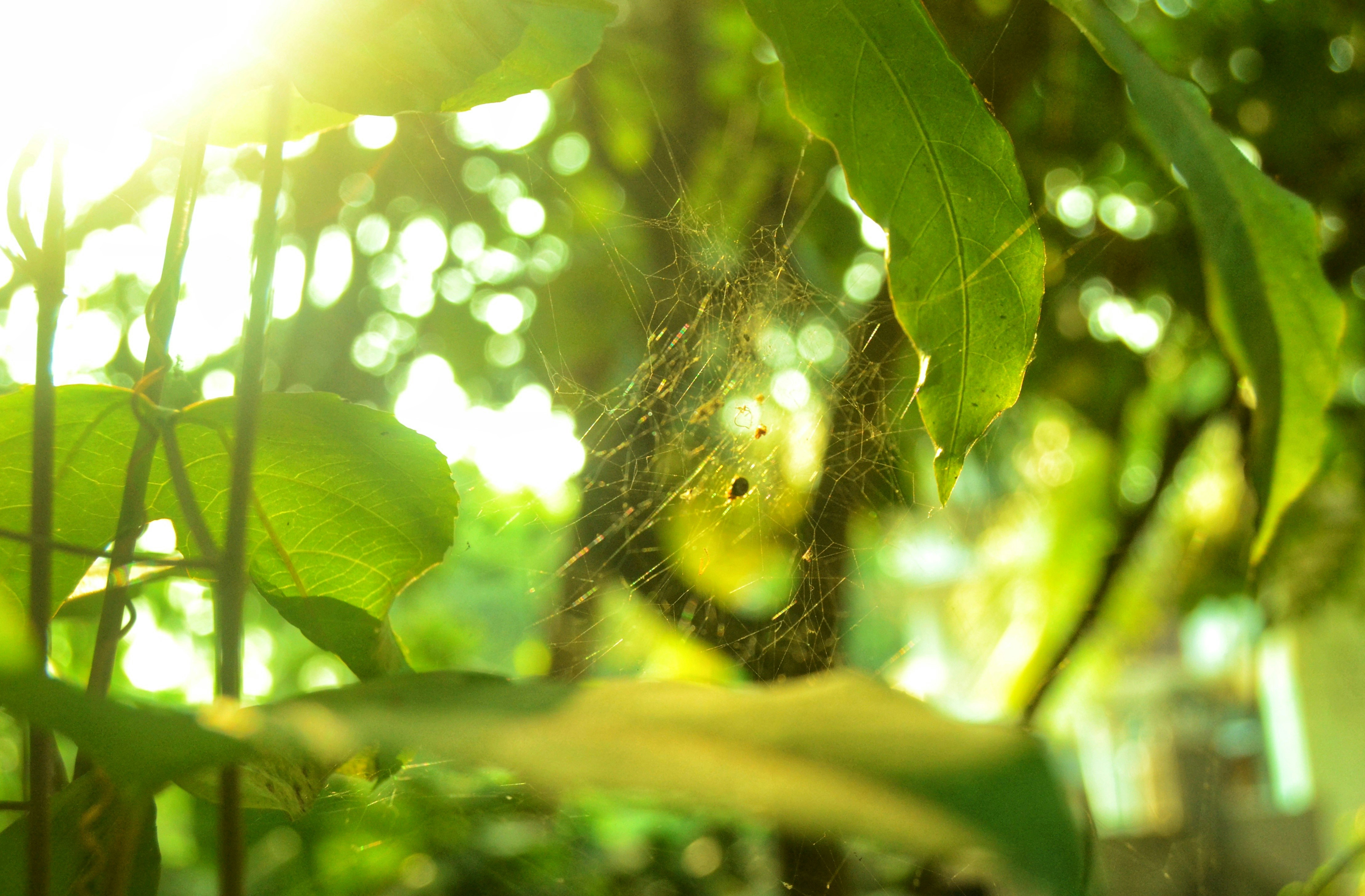A close up of a spider web on a tree photo – Free Nature Image on Unsplash