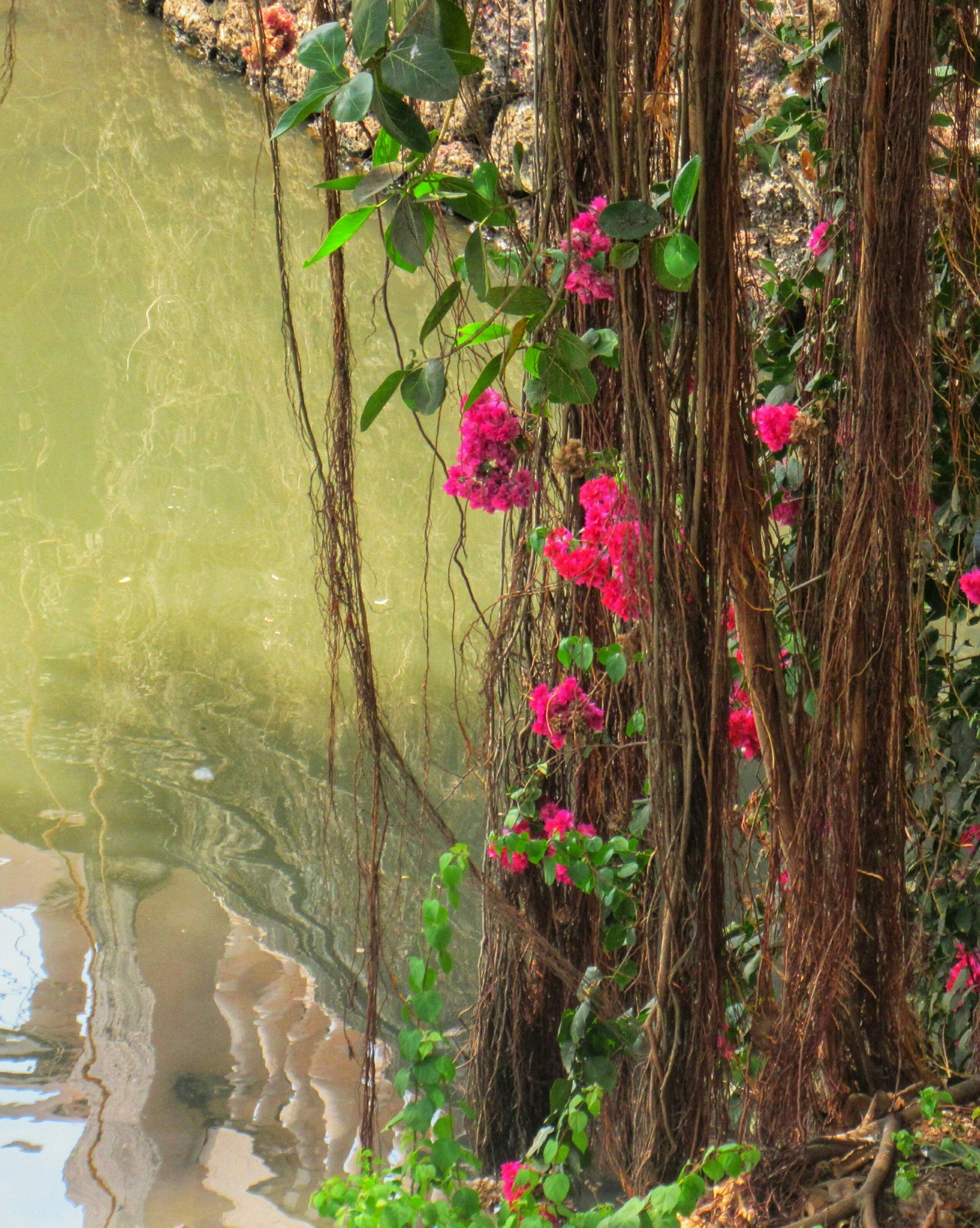 Bougainvillea Threads Framing Riverside Roots