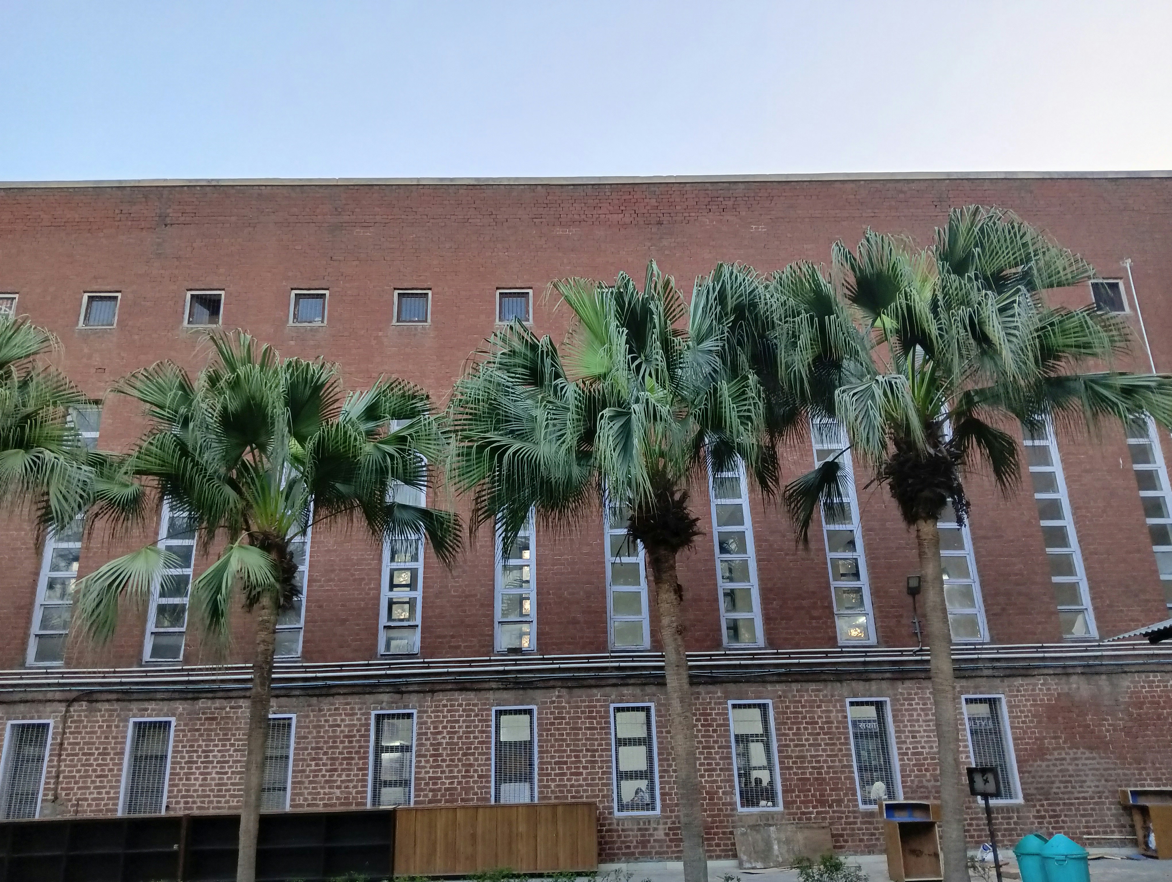 a row of palm trees in front of a brick building