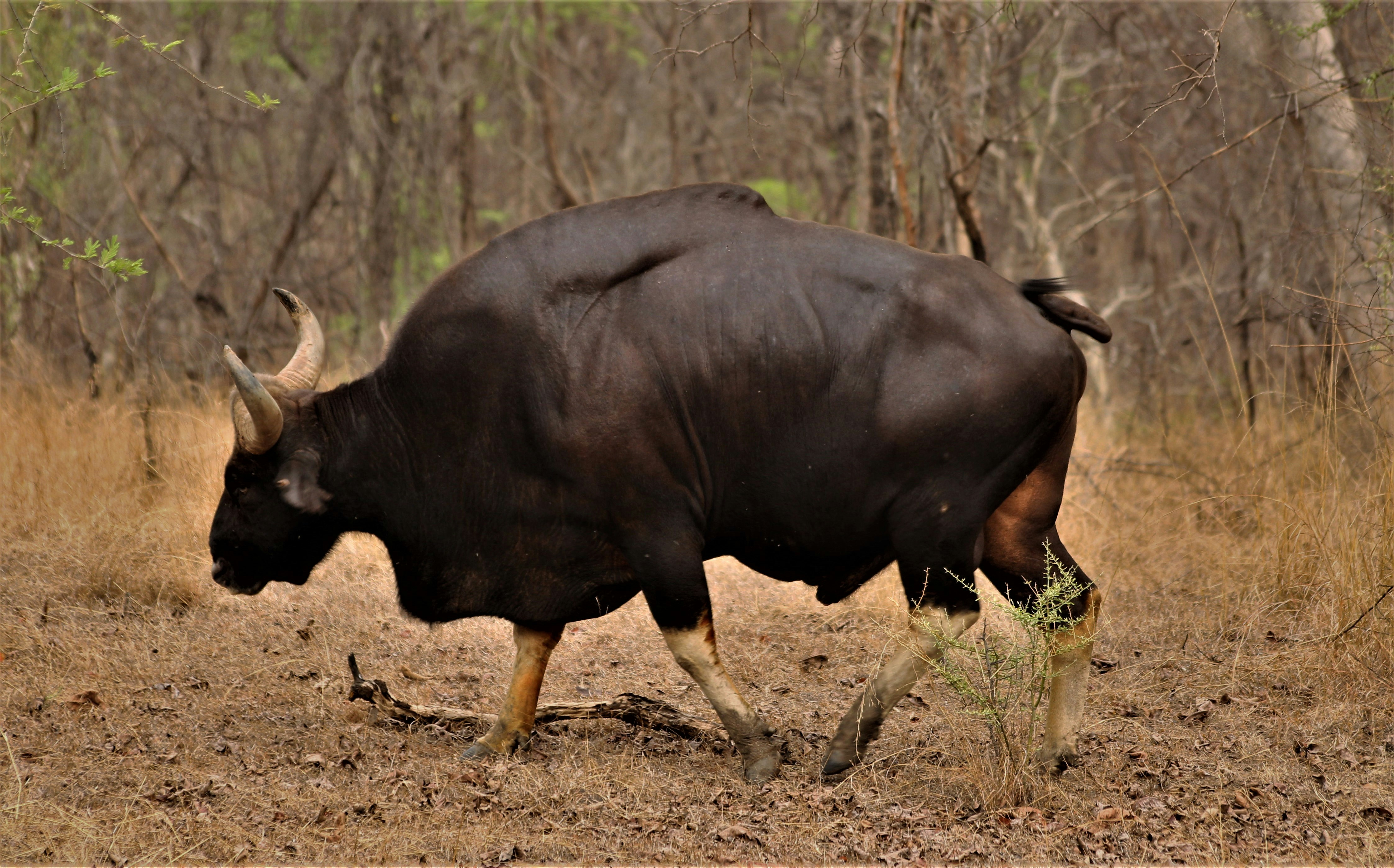 A large bull walking through a dry grass field photo – Free Satpura ...