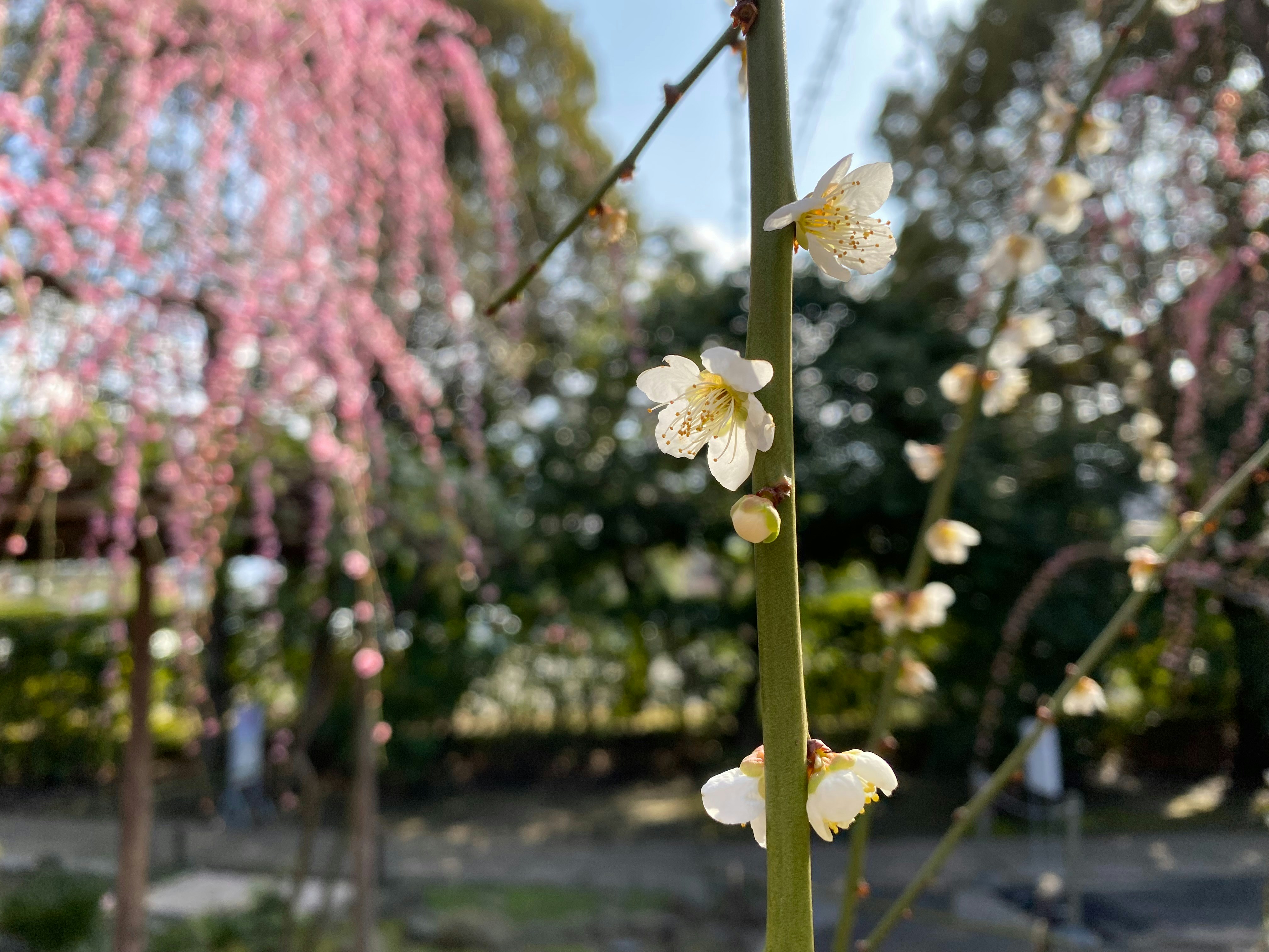 Whispering Blooms: A slender stem bears white blossoms against a pink-flowered backdrop