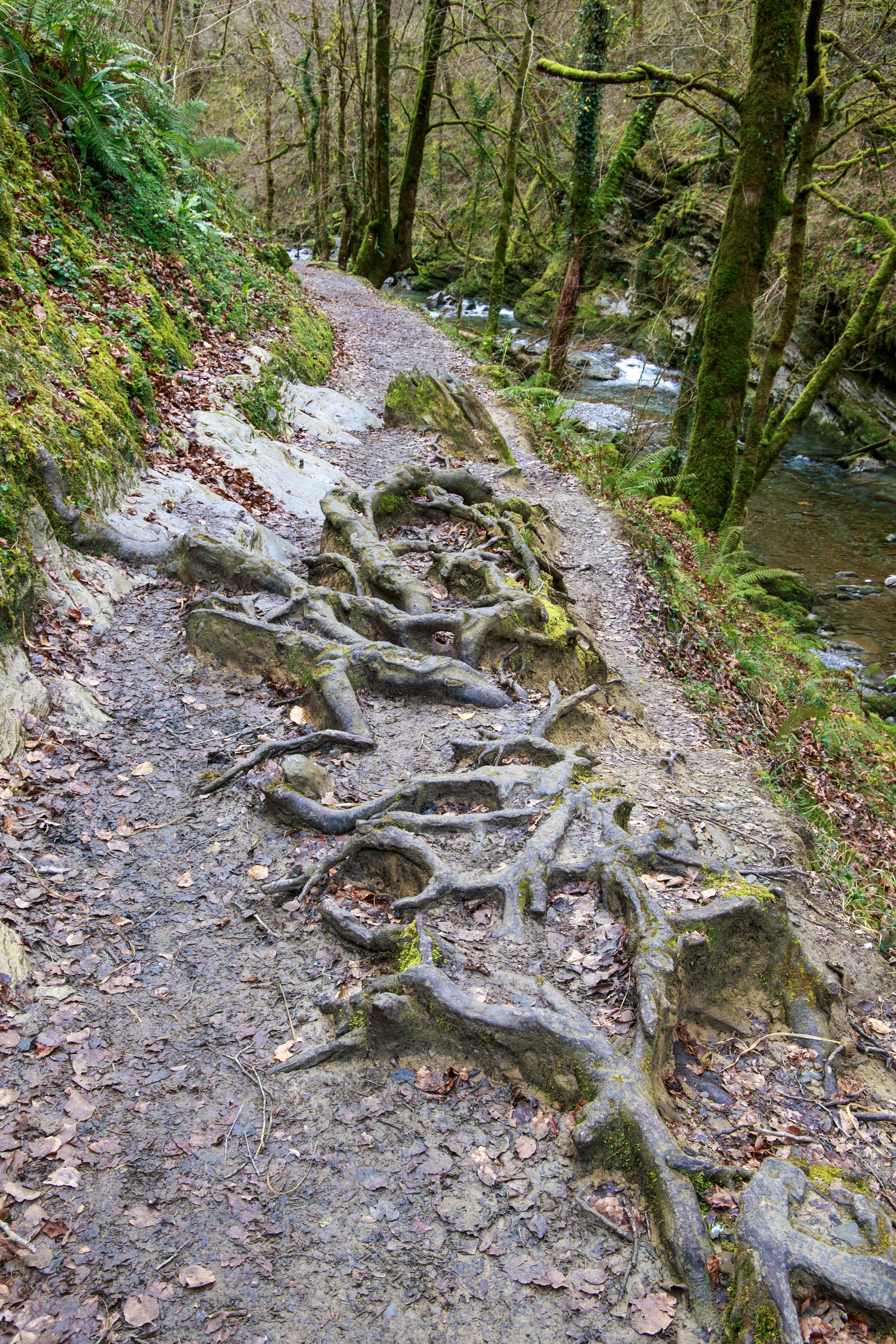 A trail in the woods with a bunch of tree roots on it photo – Free ...