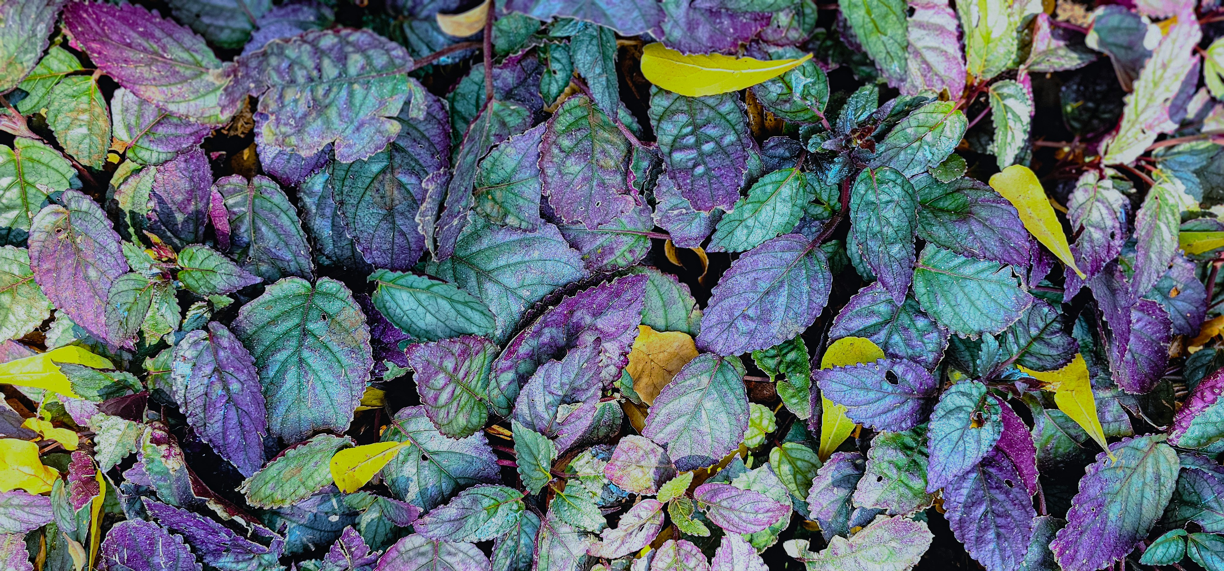 Kaleidoscopic Violet-Green Leaf Tapestry