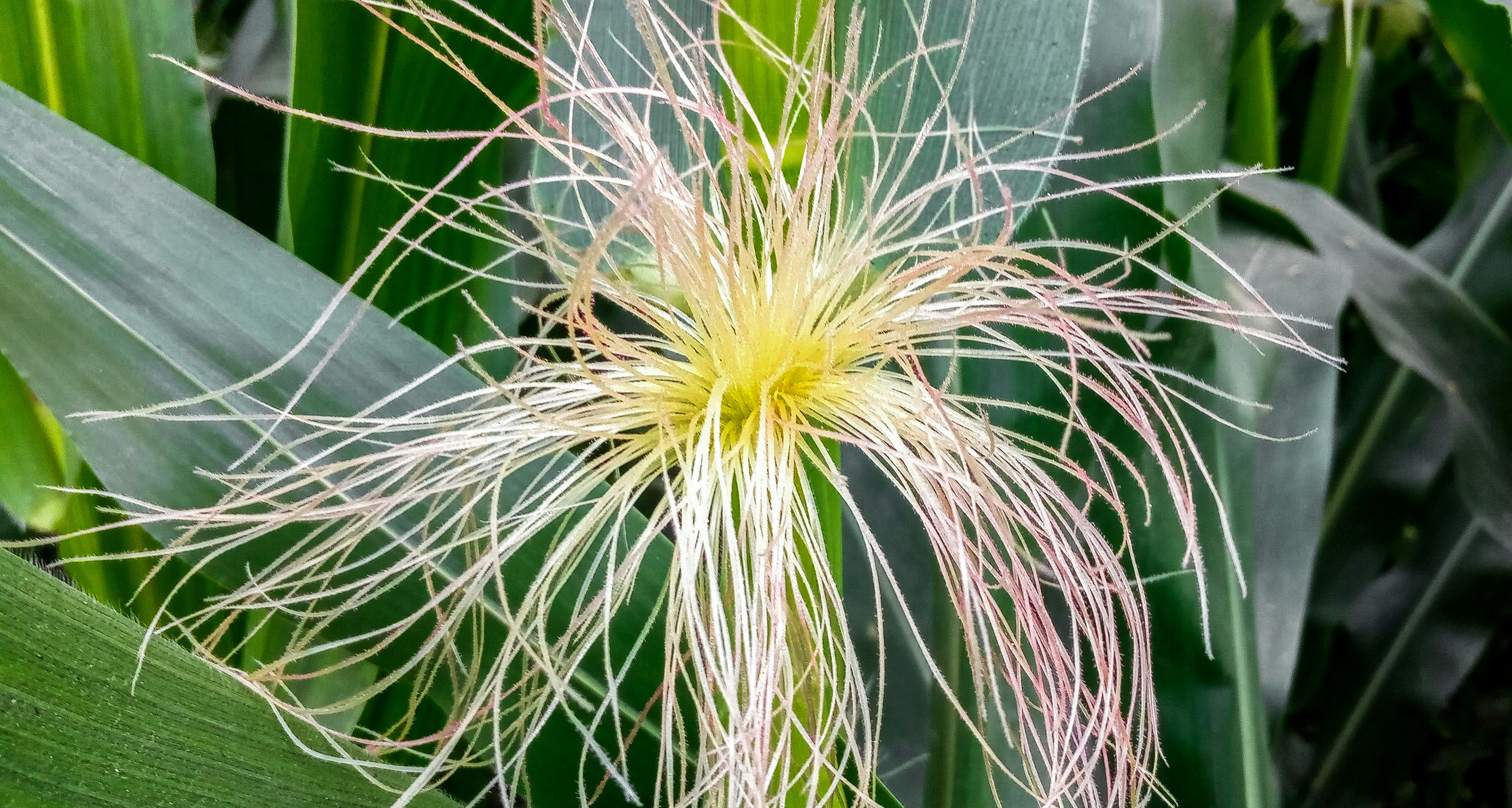 Radiant Seedhead: Delicate Filaments Emerging from a Corn Leaf Bloom