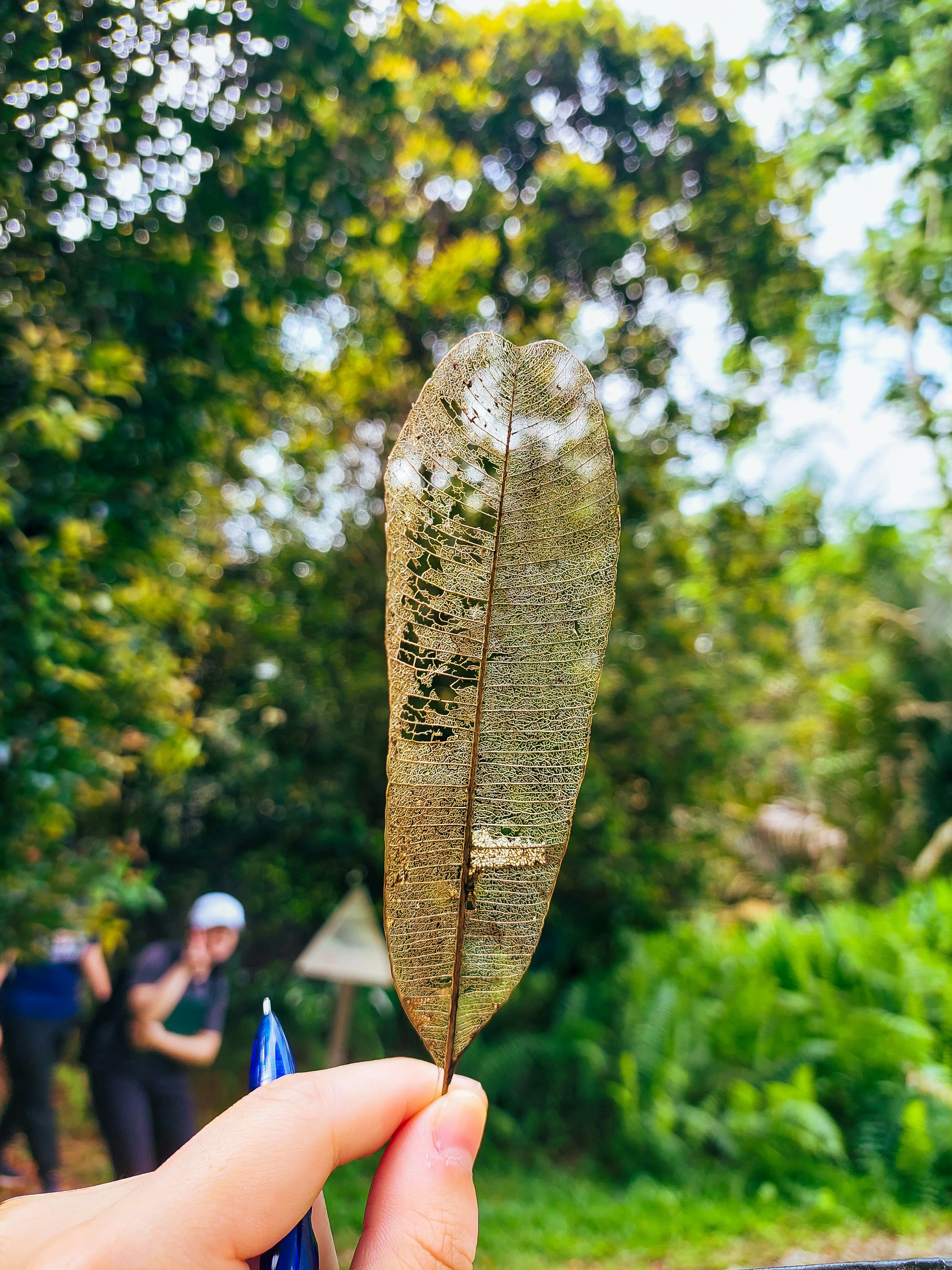 Center Stage: A Dried Leaf in Sharp Detail Against a Lush Green Blur