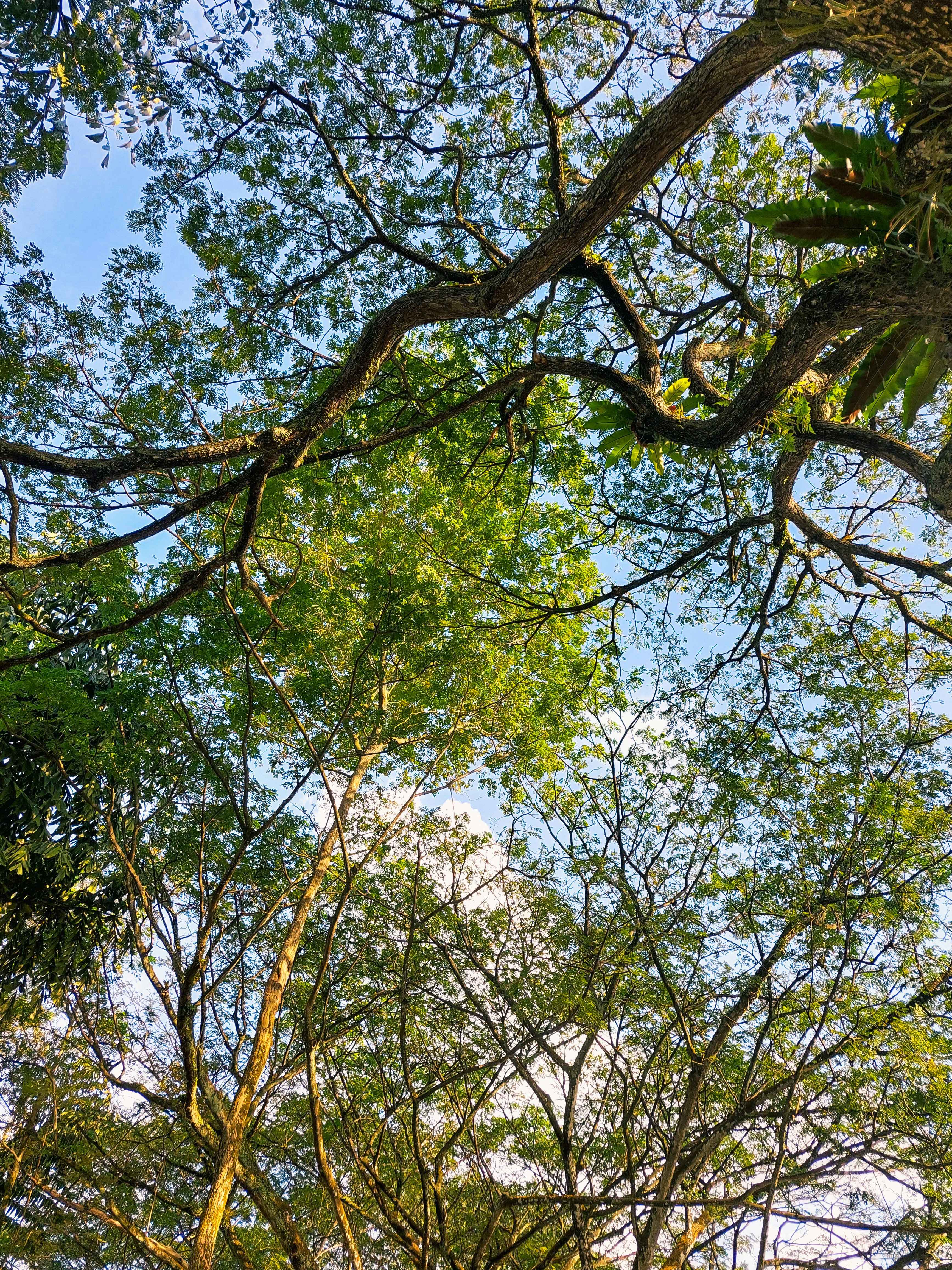 looking up into the canopy of a tree