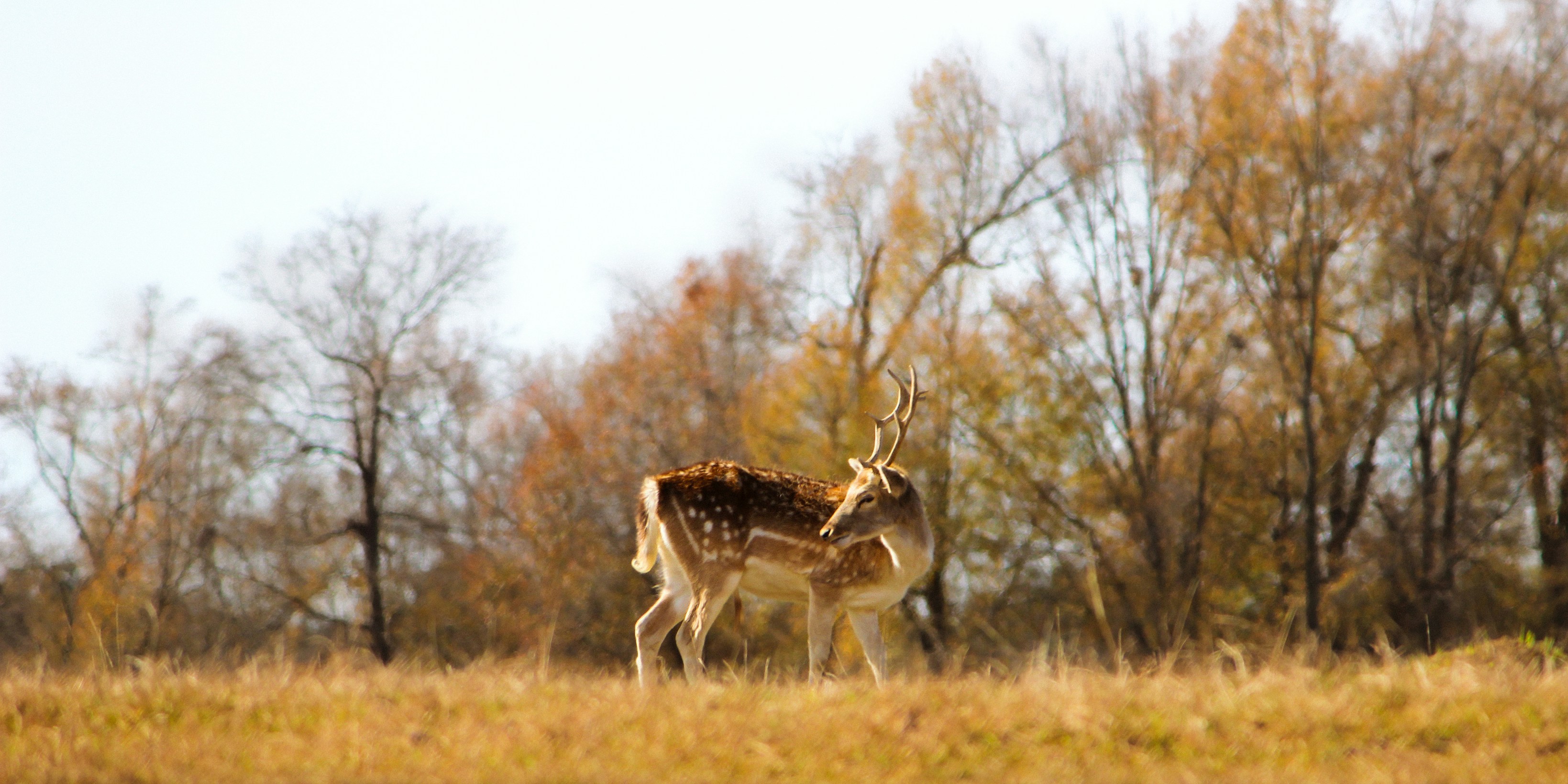 Autumn Amber Watcher: A lone deer in a sunlit meadow