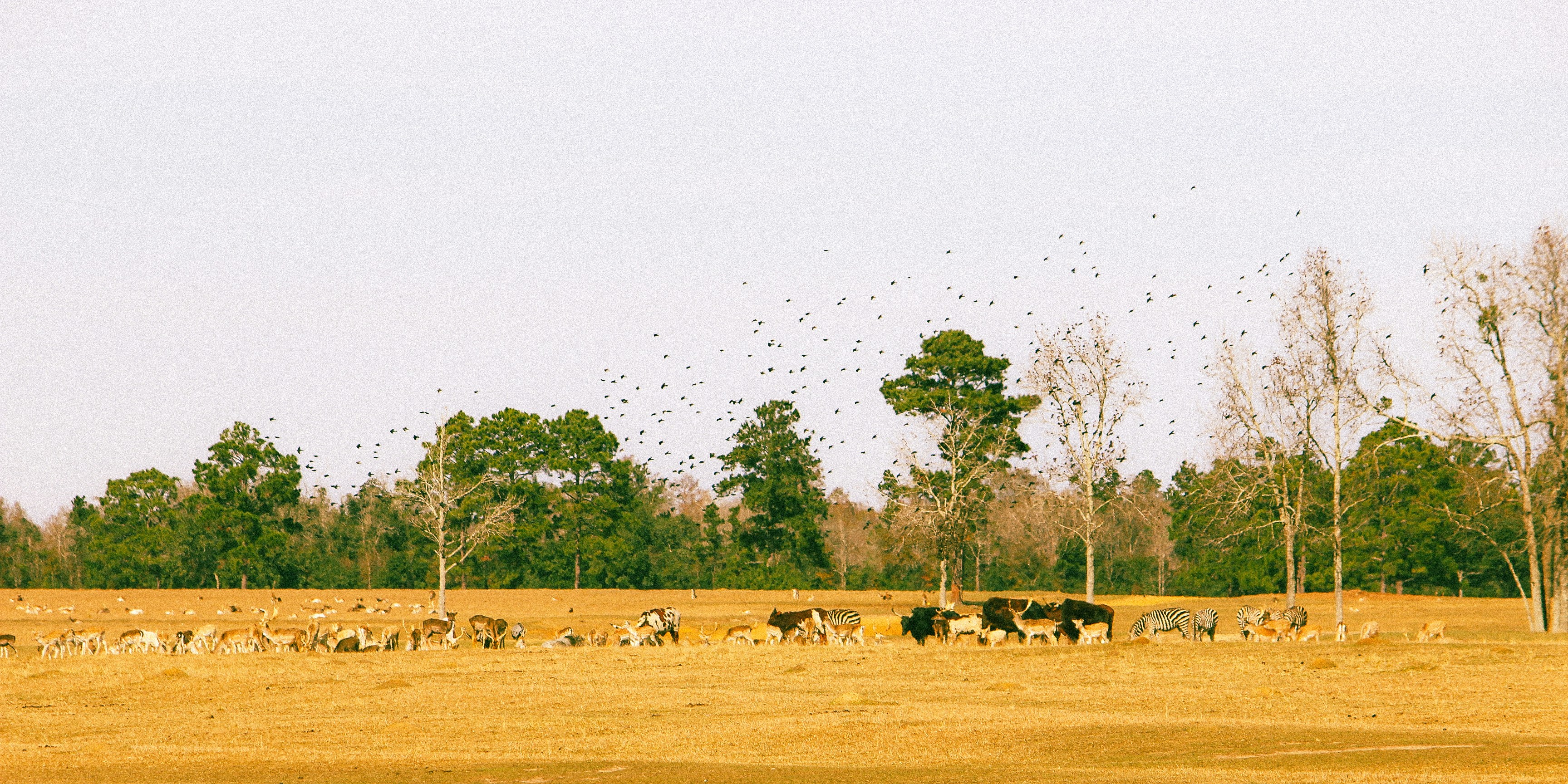 a herd of cattle standing on top of a dry grass field
