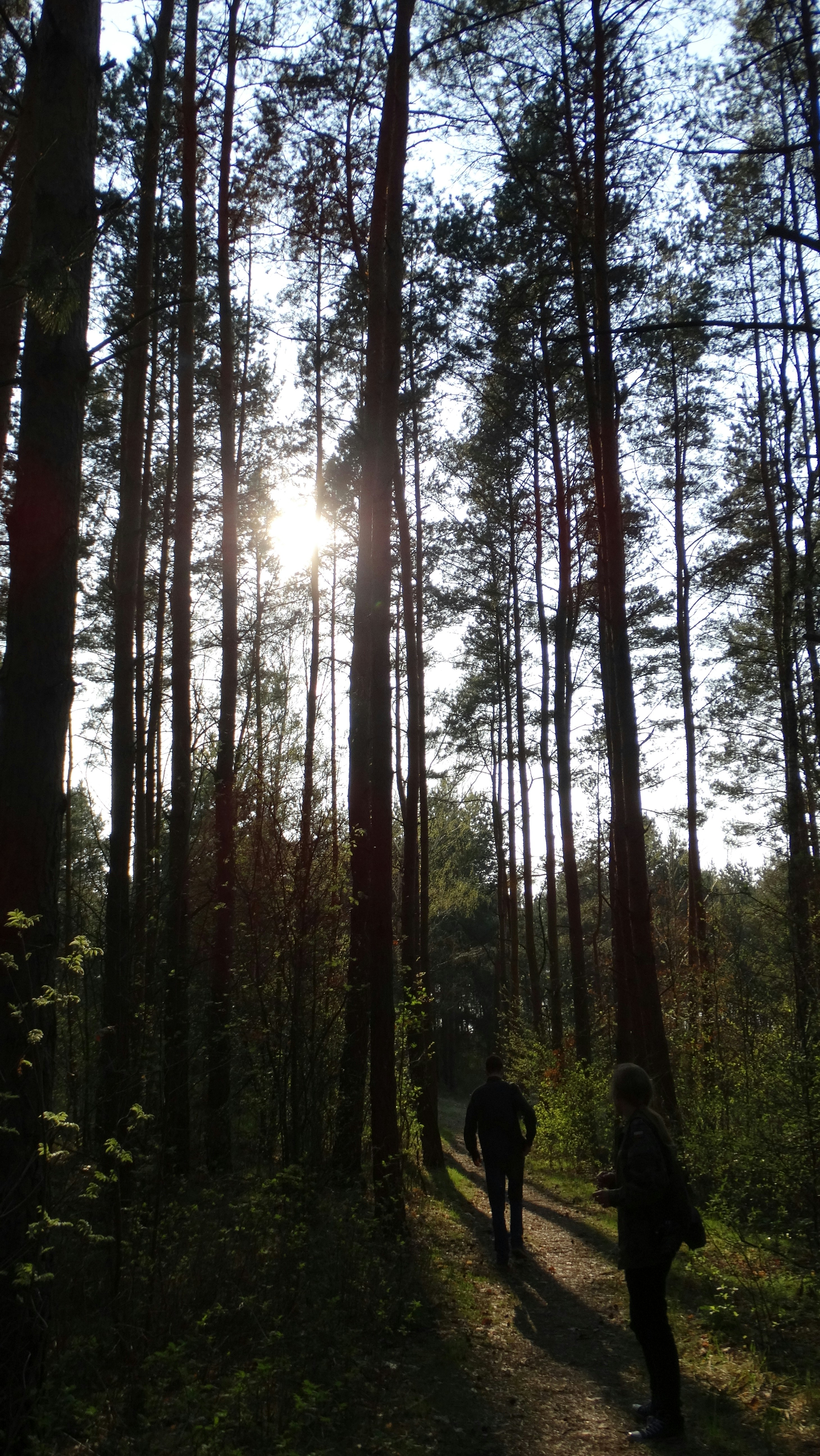 Silhouettes of two people walking along a forest path with sunlight streaming through tall pine trees.