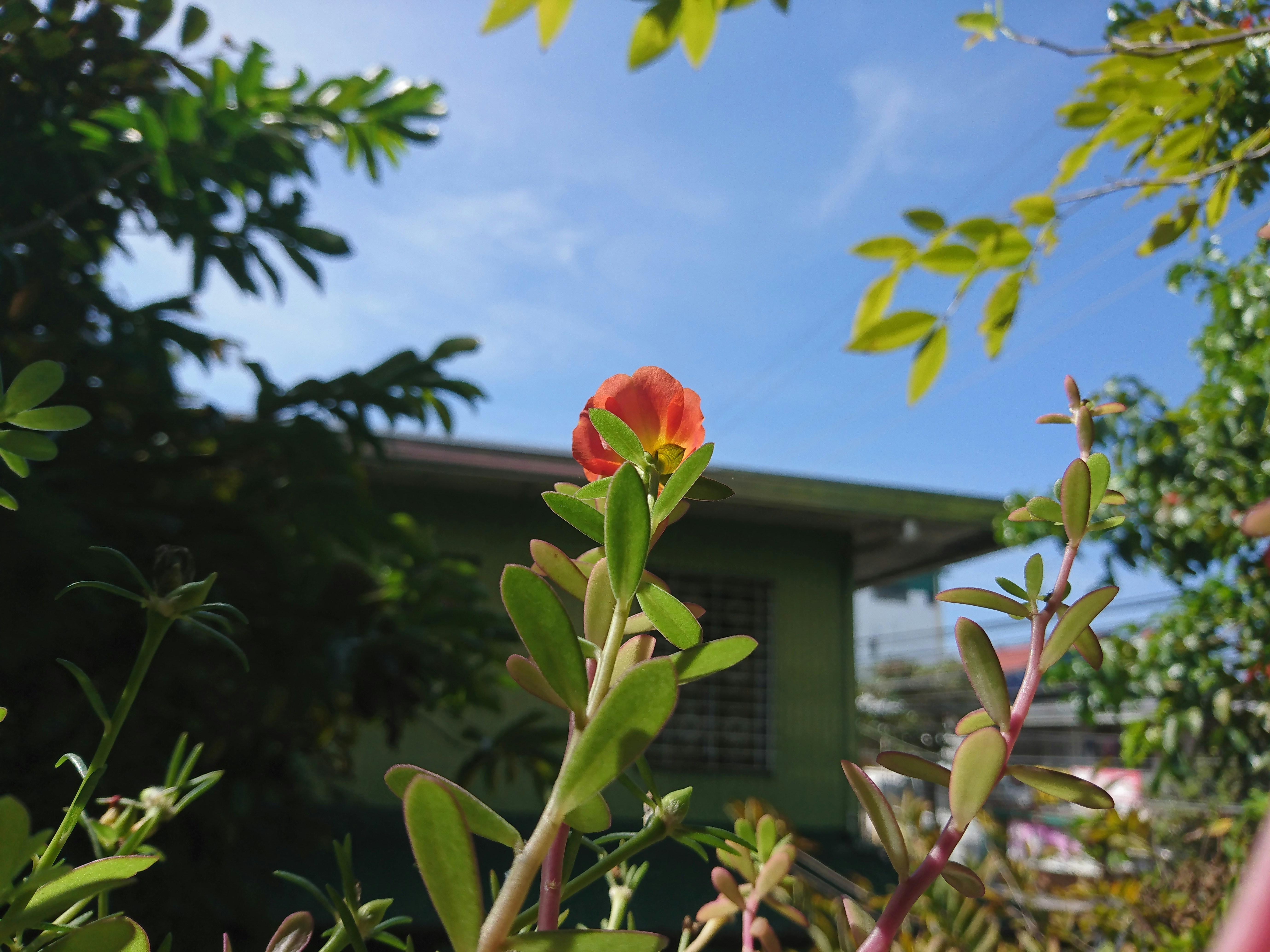 Close-up photograph of a red-orange blossom rising among glossy green leaves with a bright blue sky in the background.