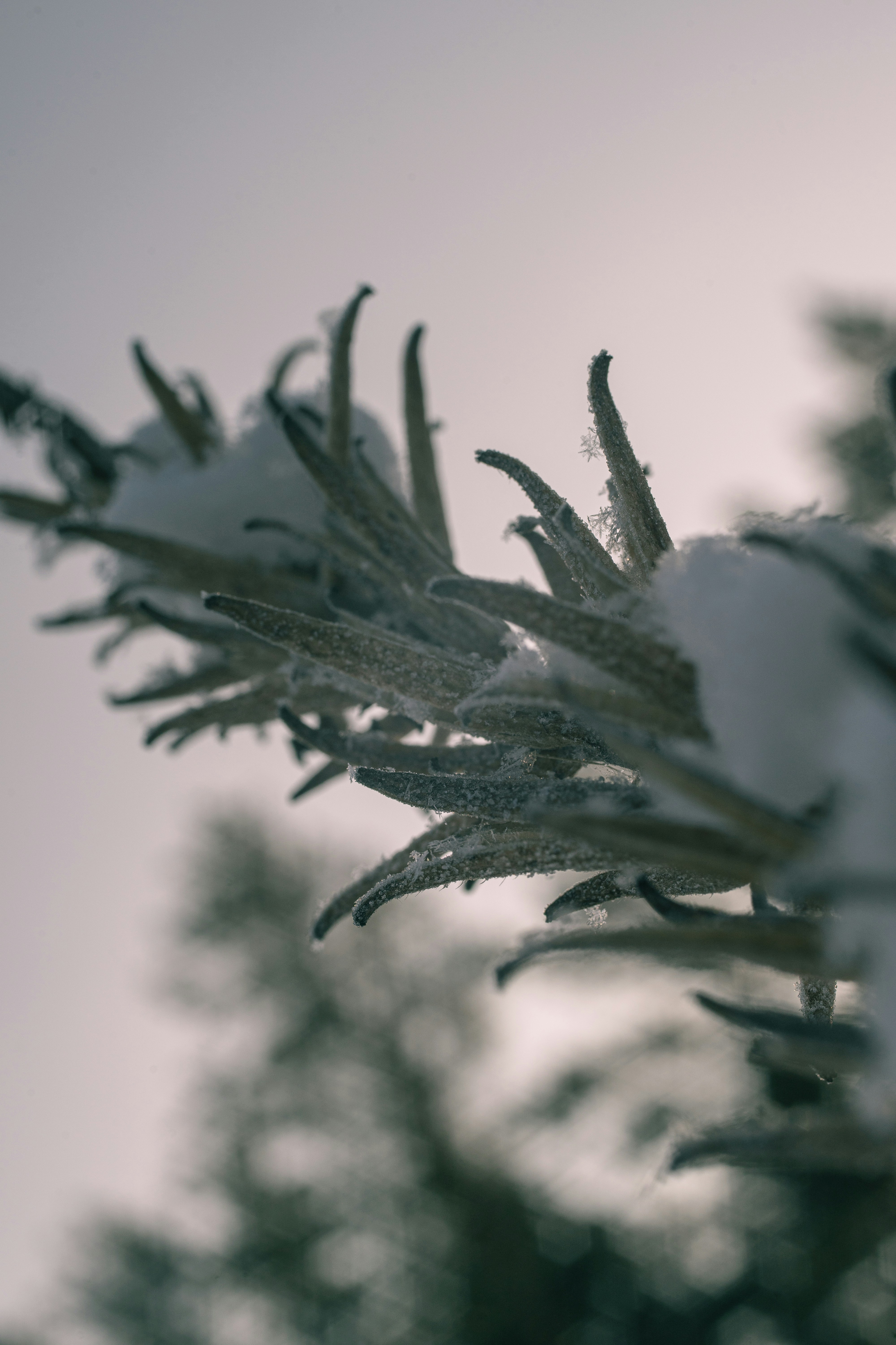 Frost-Touched Pine Needles Reaching into a Pale Sky
