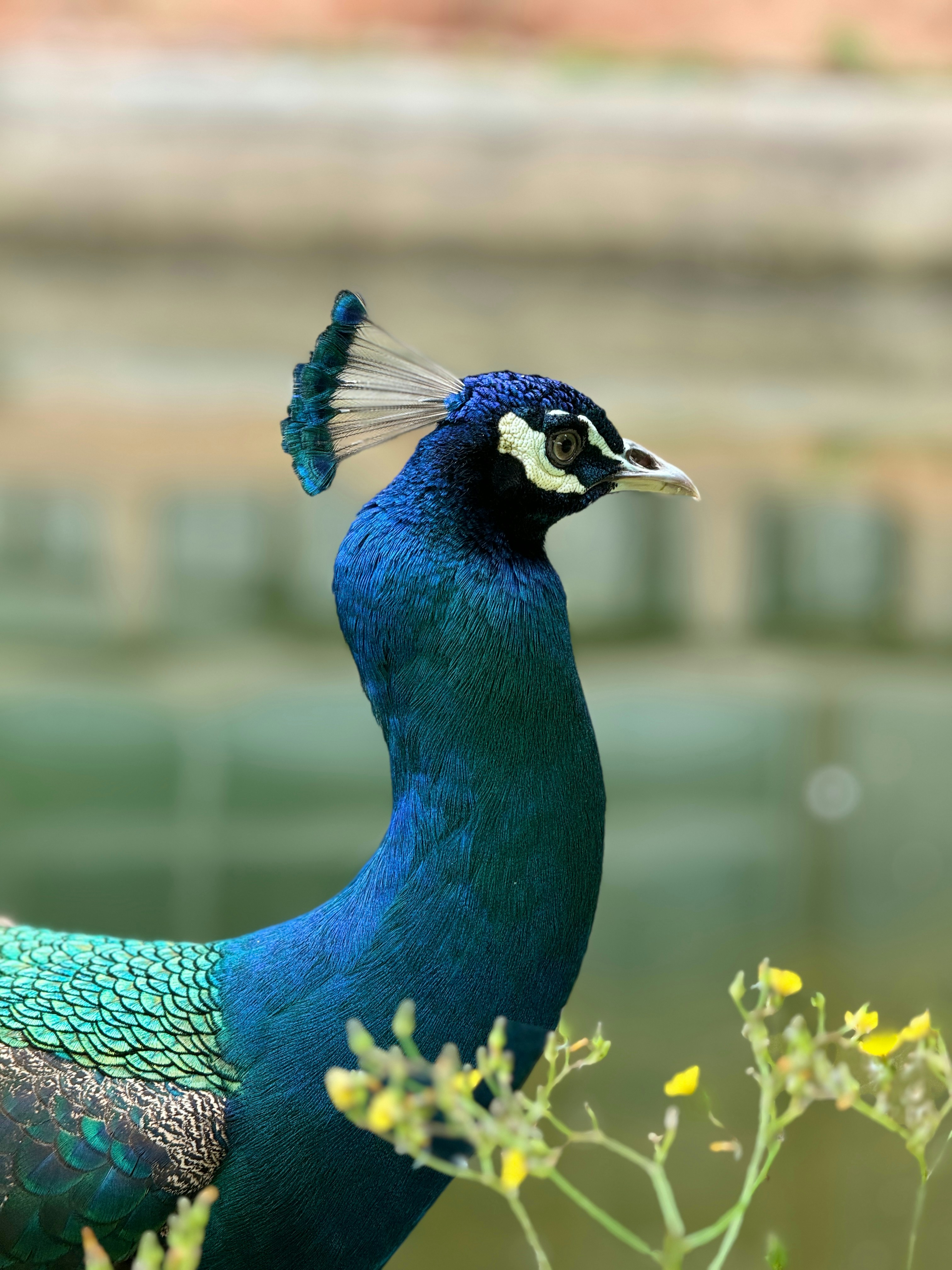 Cobalt Crown by a Quiet Pond: Close-Up Portrait of a Peacock