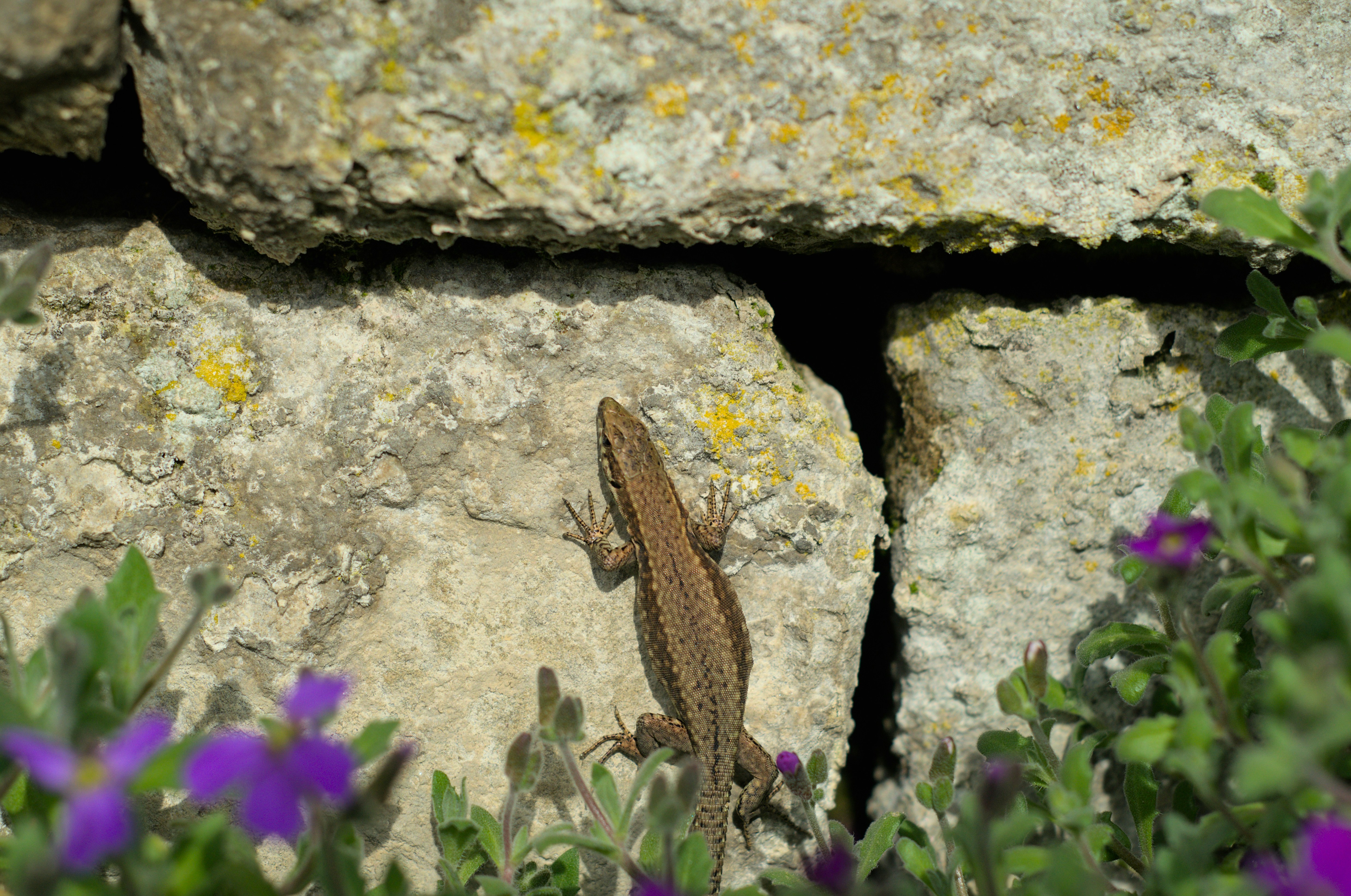 Lizard on a sun-warmed wall framed by purple blooms