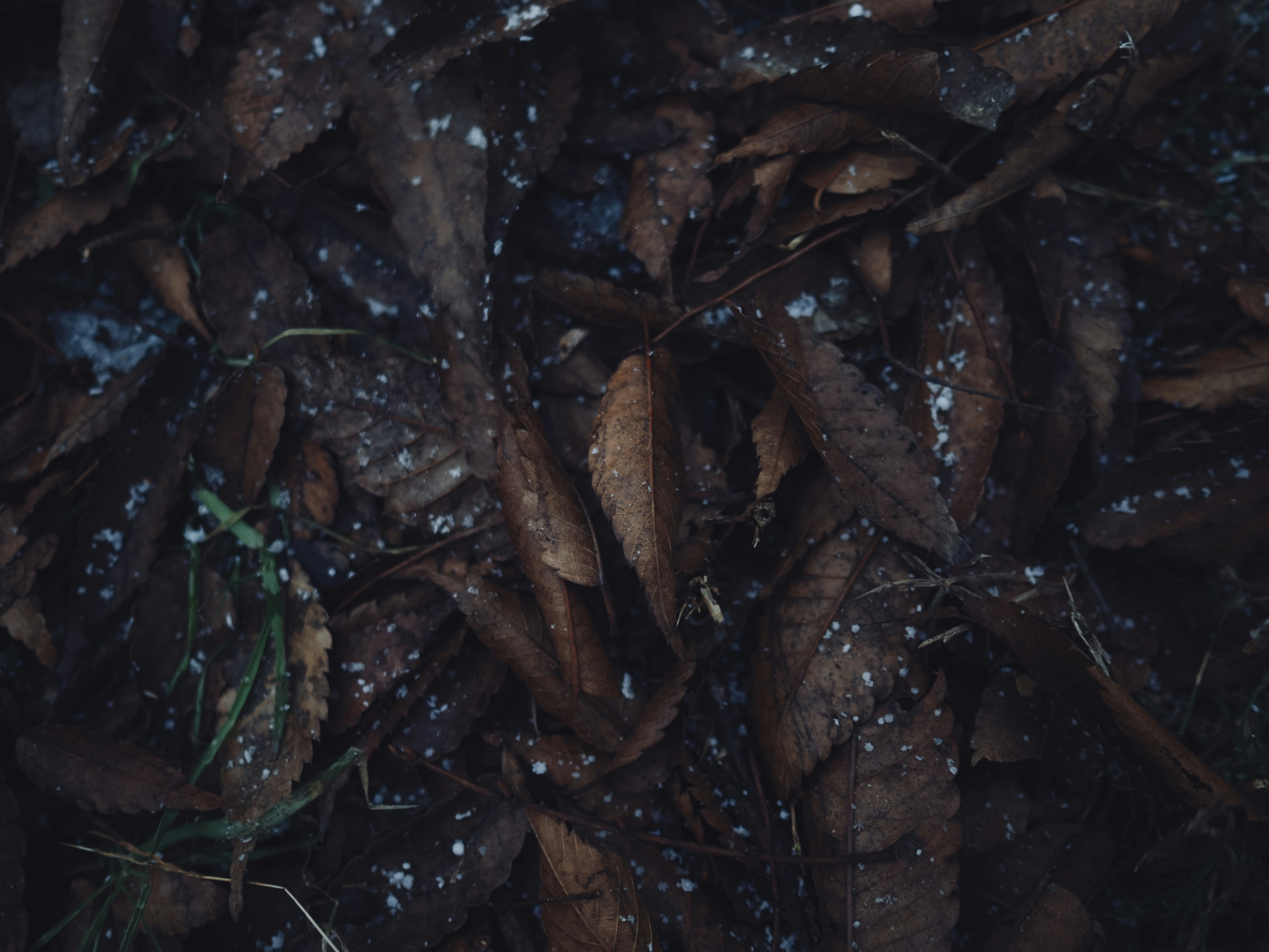 Midnight Leaf Carpet with Snow Grains