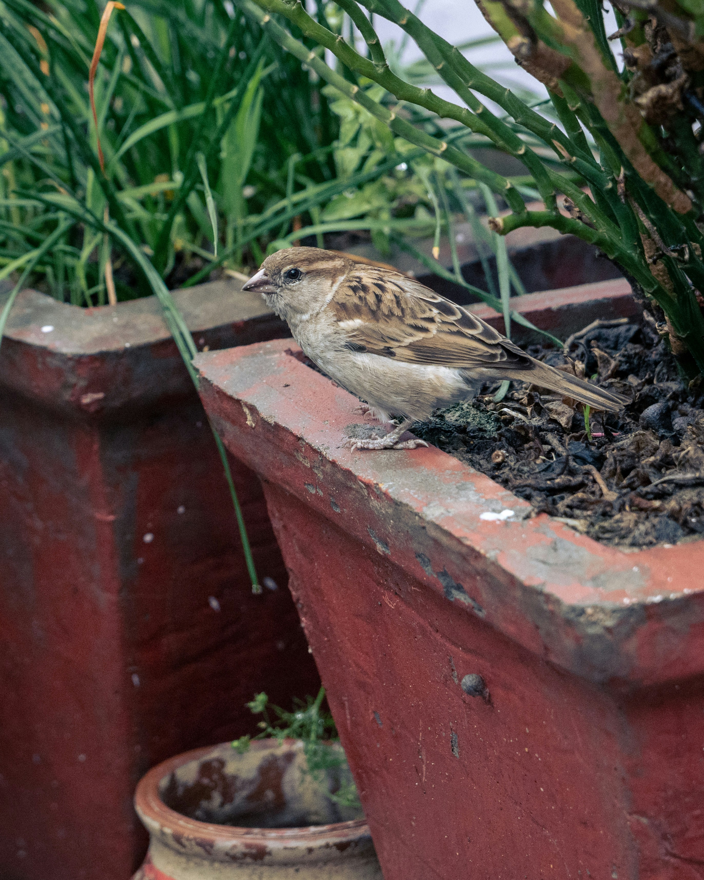 Terracotta Edge Sparrow: a garden moment perched amid green fronds