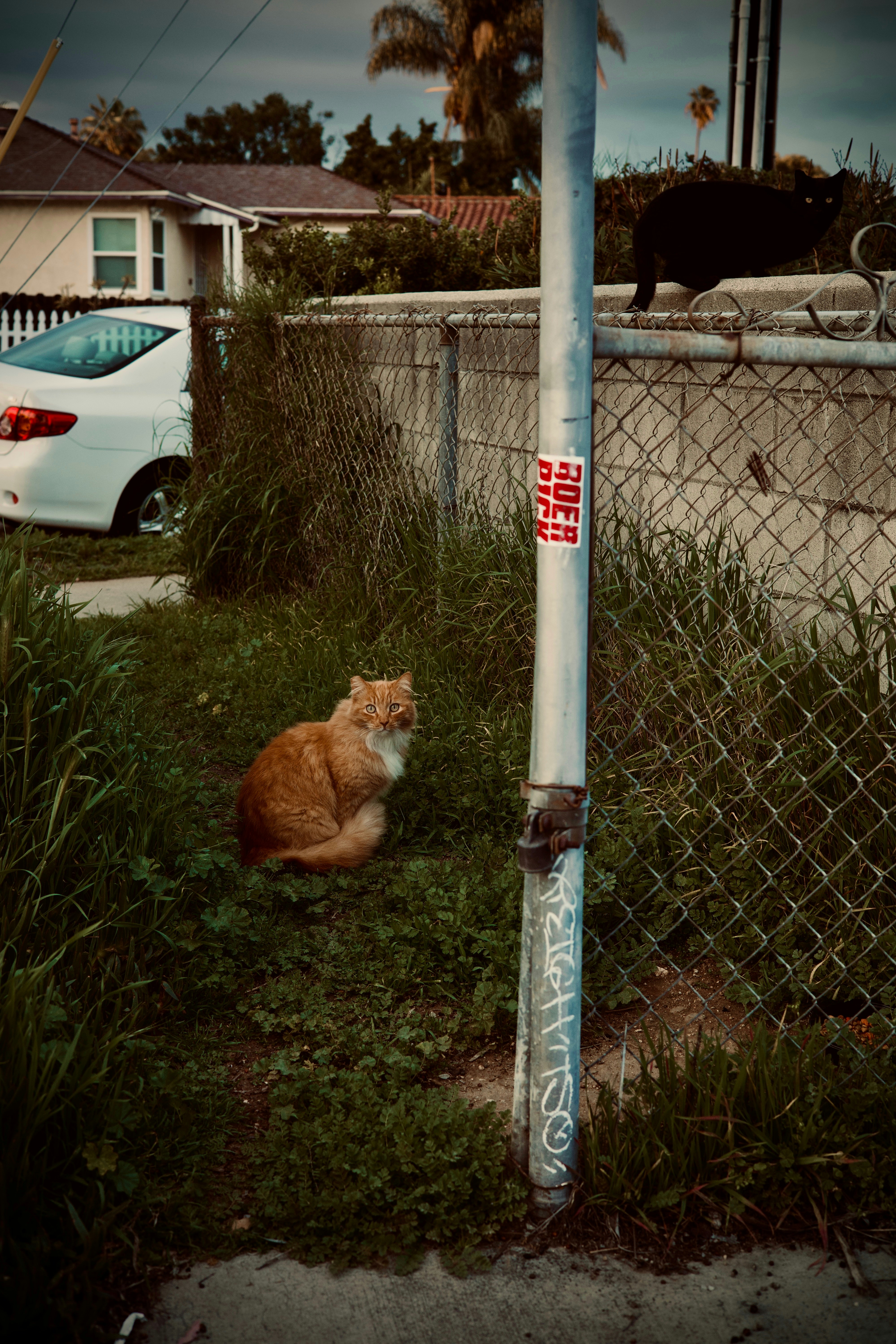Ginger in the Grass, Sentinel on the Fence