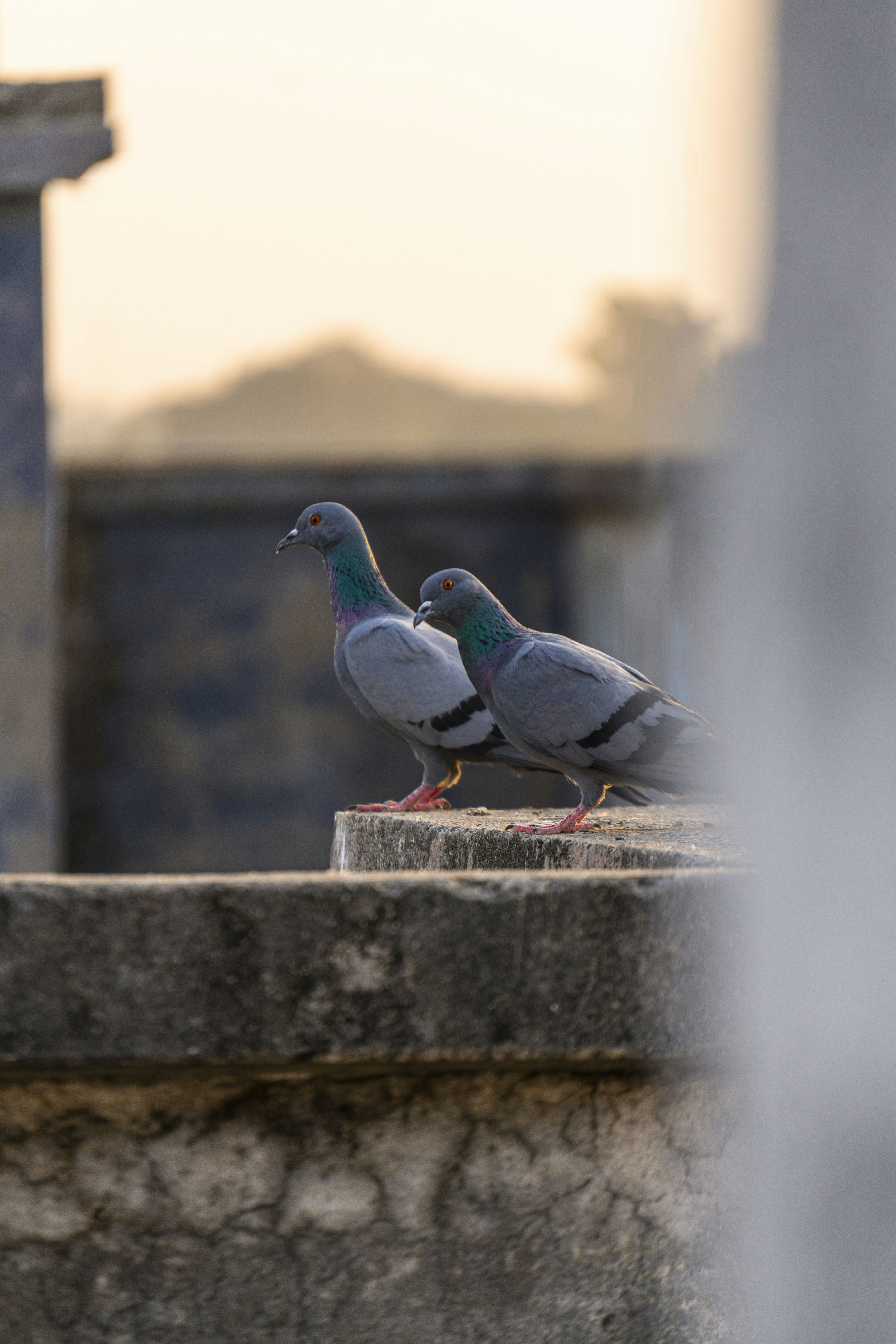 Dusk on the Ledge: Two Pigeons Standing Against Weathered Concrete