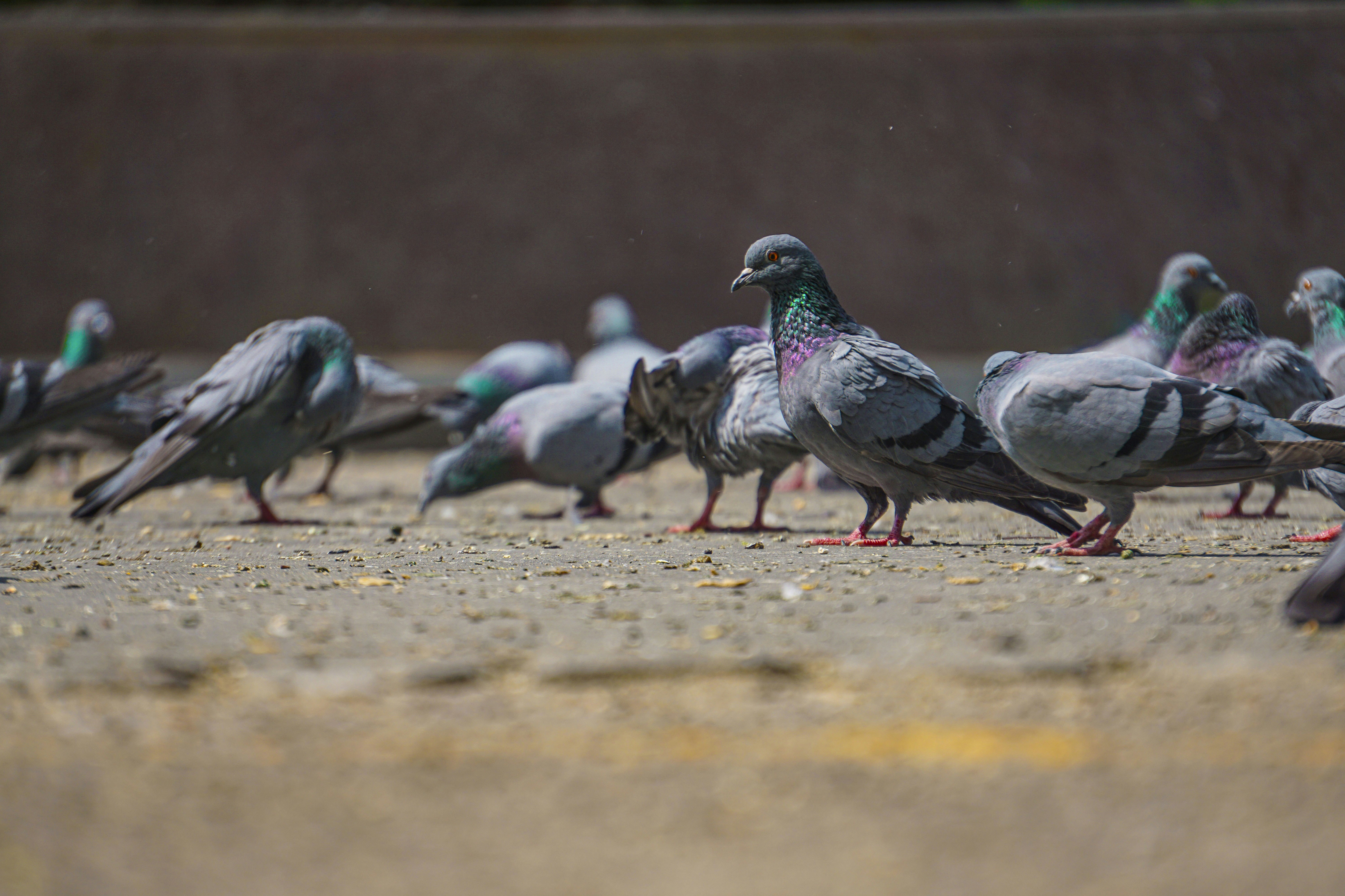 A flock of pigeons standing on the ground photo – Free Connaught place ...