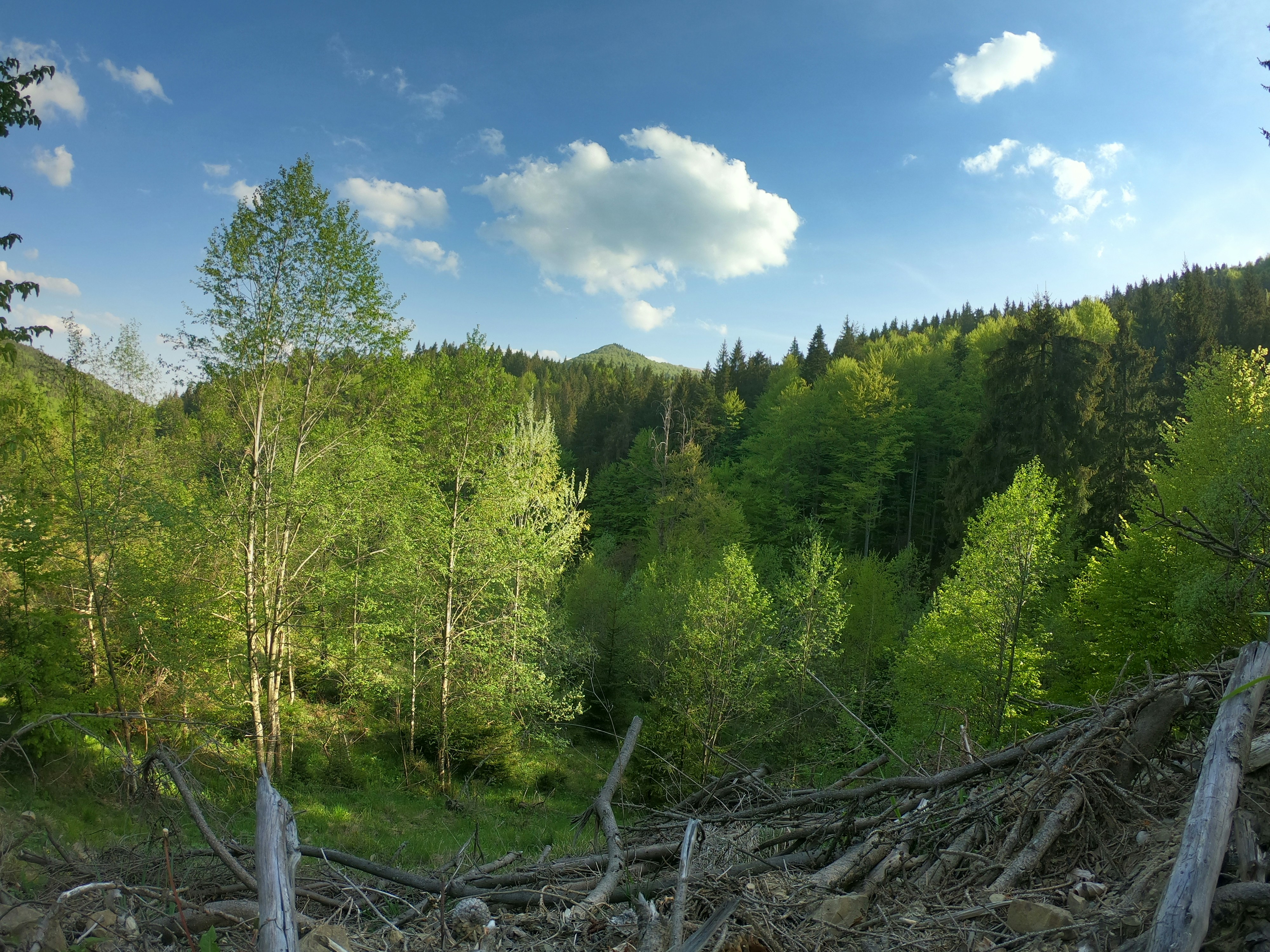 A forest filled with lots of green trees photo – Free Prahova Image on ...