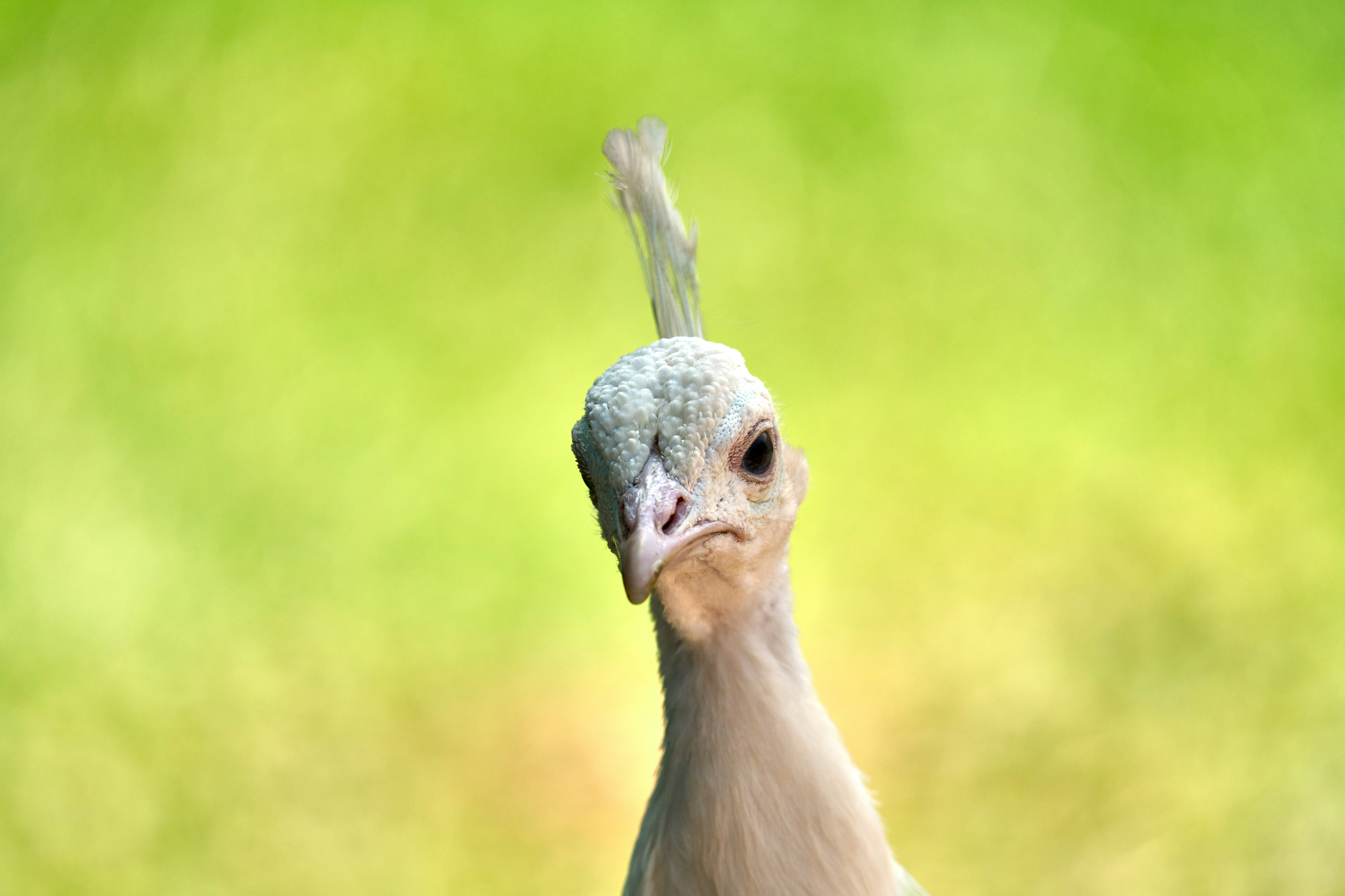 Crested Blush: Close-Up of a Crane’s Curious Gaze