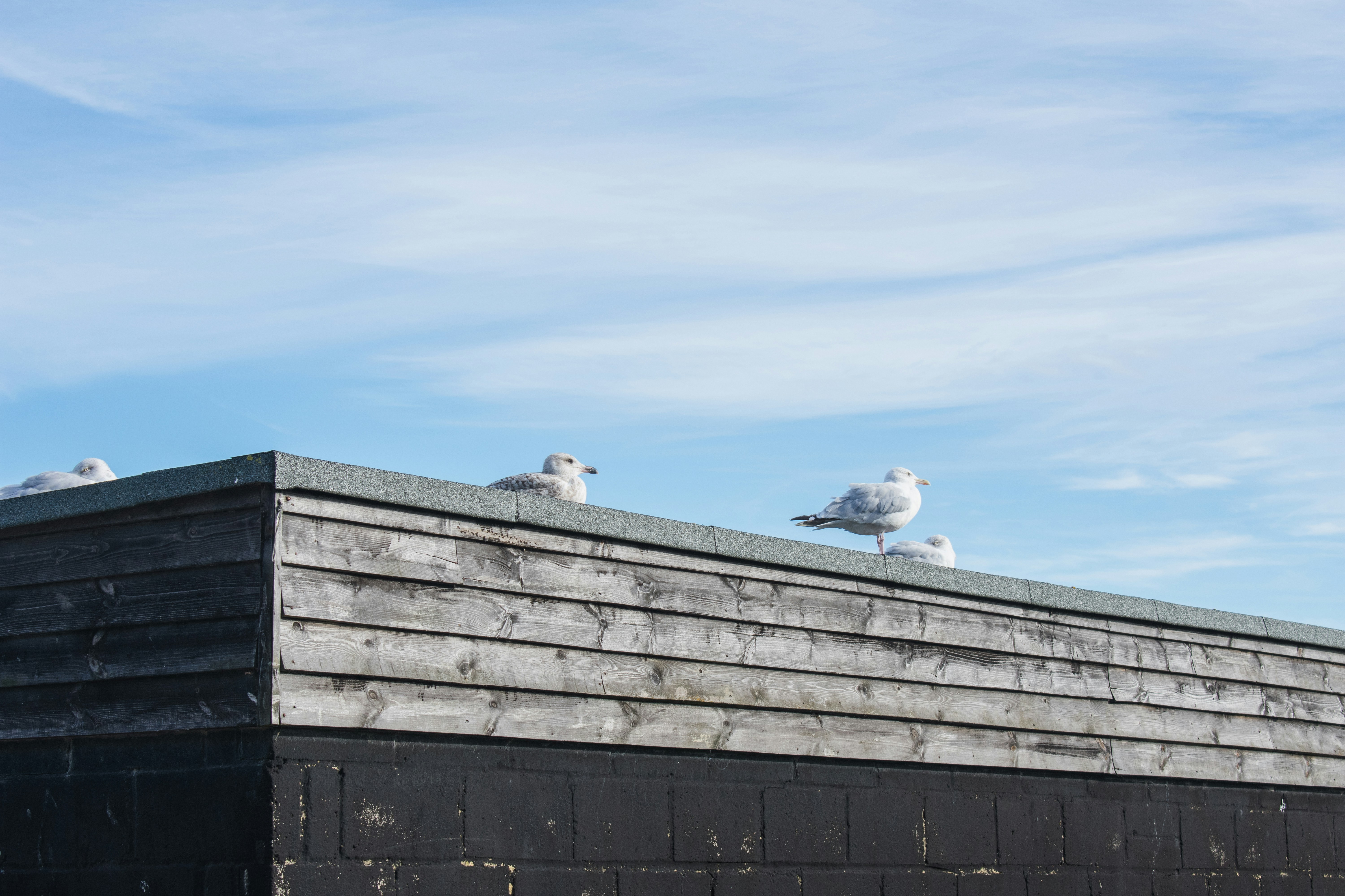 Seagulls on a Weathered Roof Ridge Under a Bright Sky