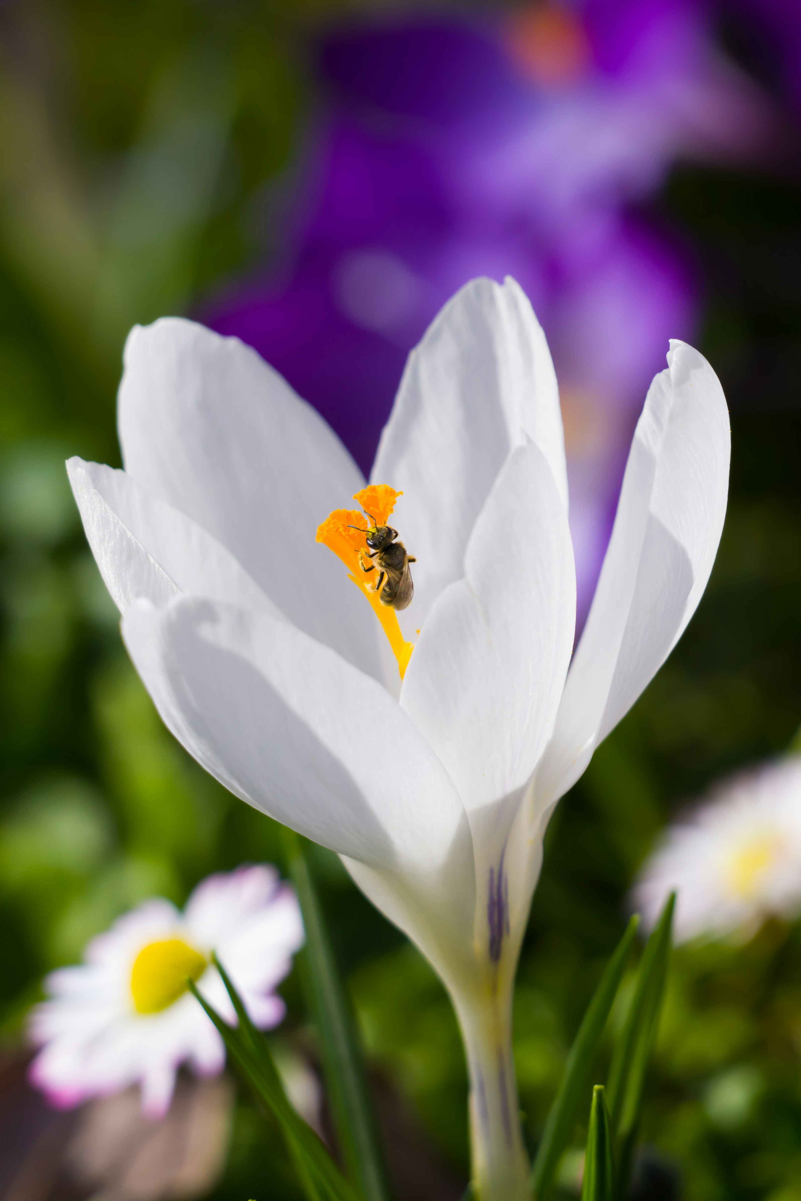 Close-up of a white tulip with a bee collecting pollen from its orange stamen, set against a softly blurred garden background.
