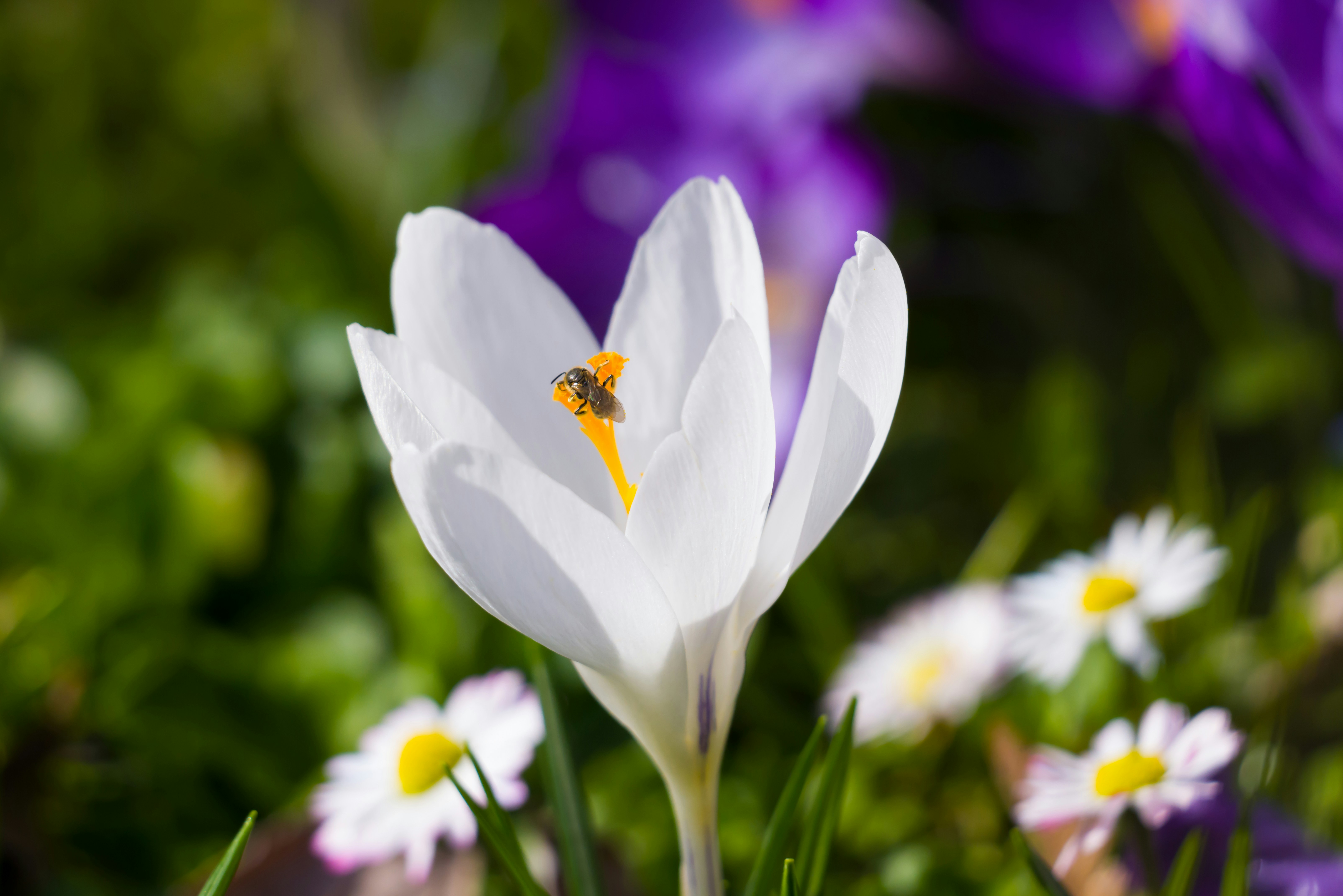 Center-Stage Crocus: A White Bloom Against a Velvet Garden