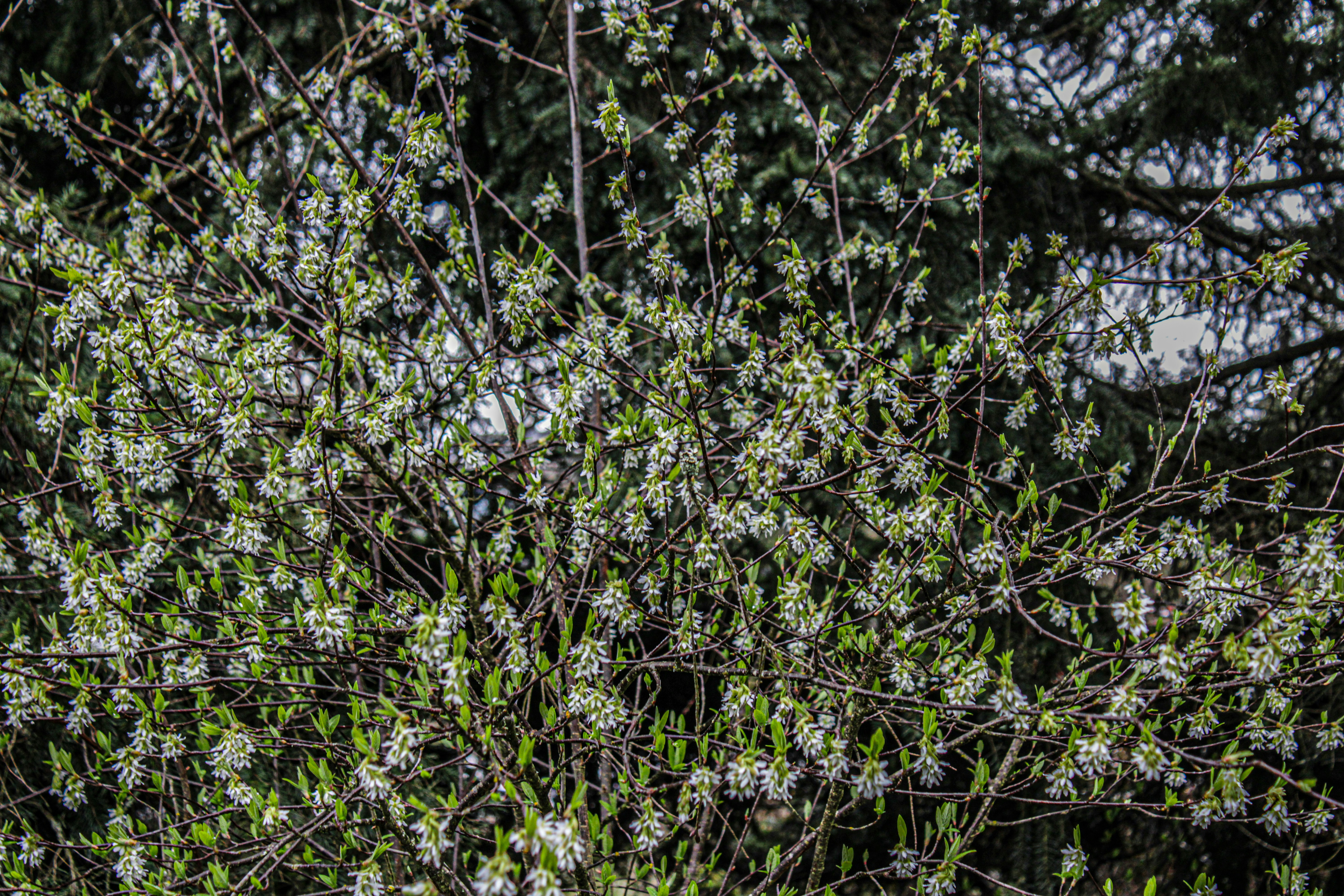 Photo by Peter Robbins with Canon EOS 2000D