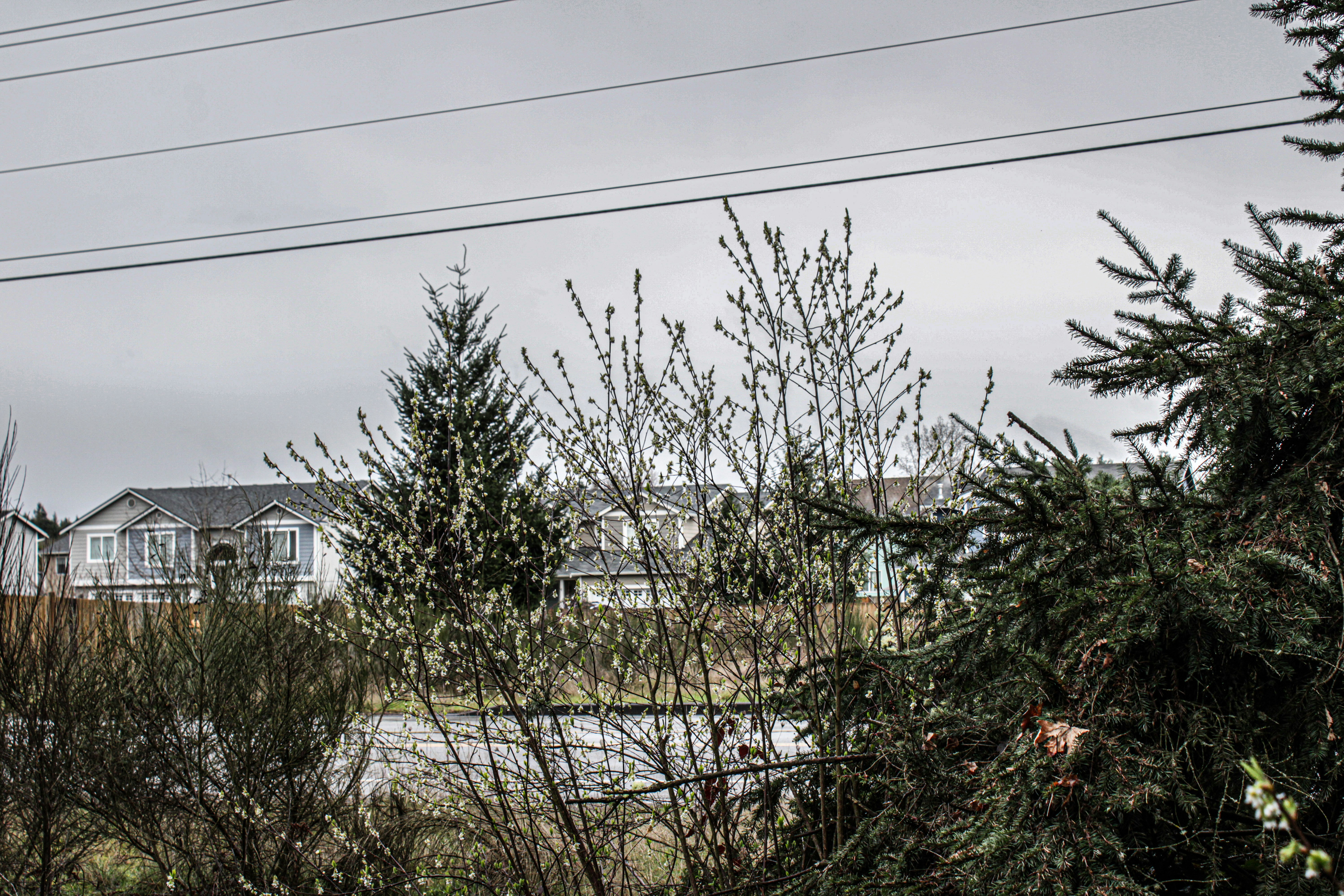 Quiet suburban horizon under a web of lines