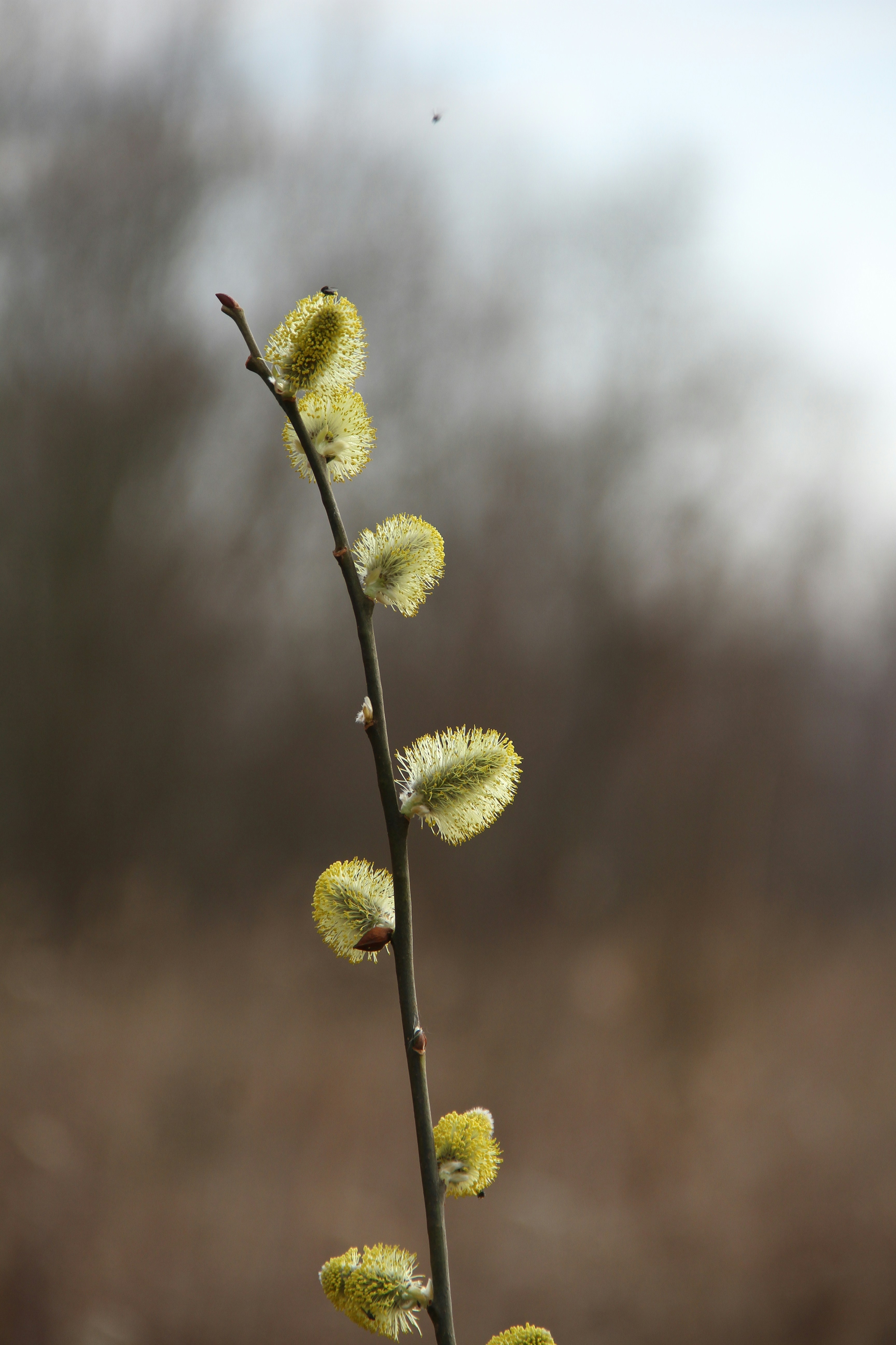 Delicate catkins bloom on a slender branch, showcasing the tender beginnings of spring against a softly blurred background.