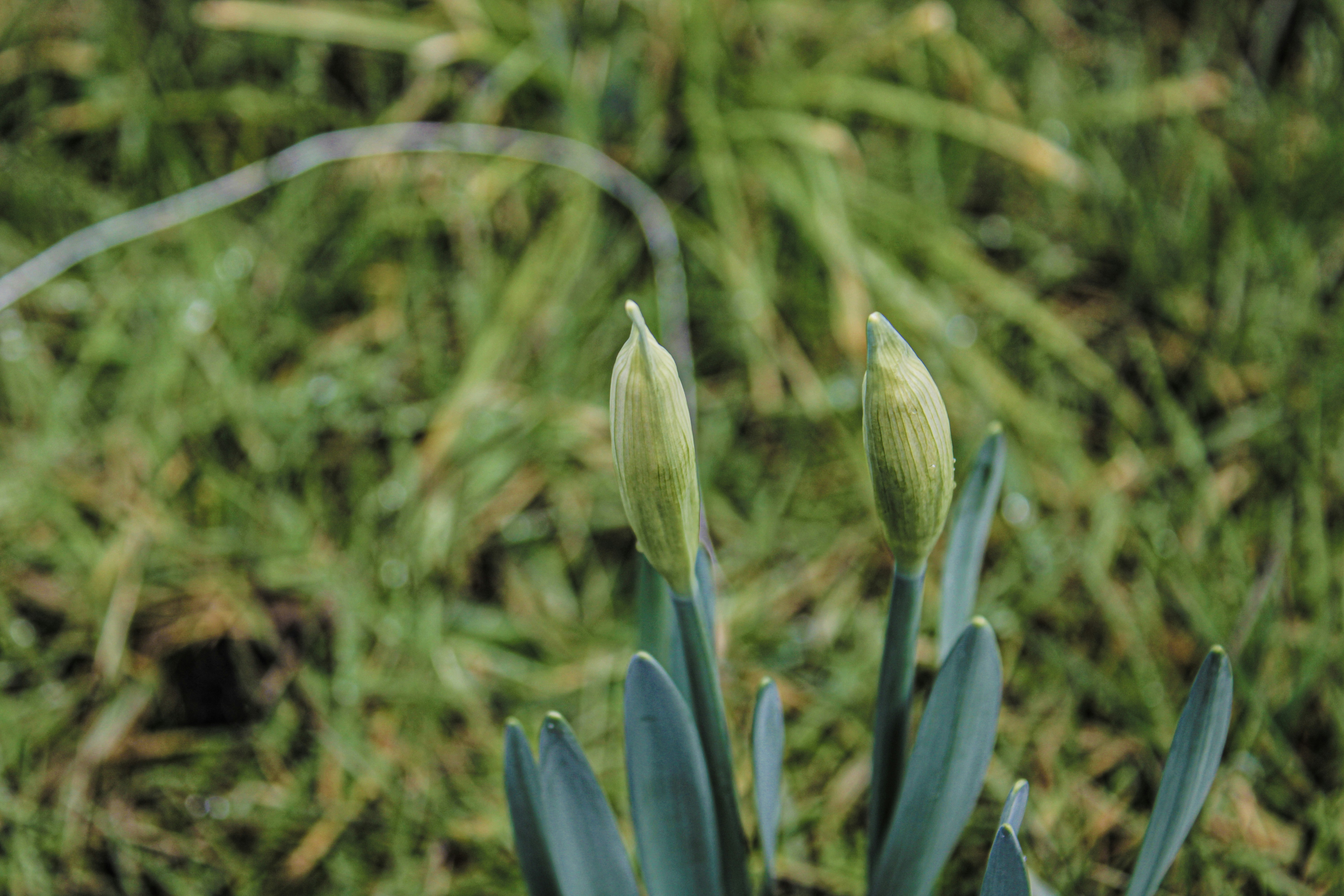 a couple of flowers that are in the grass