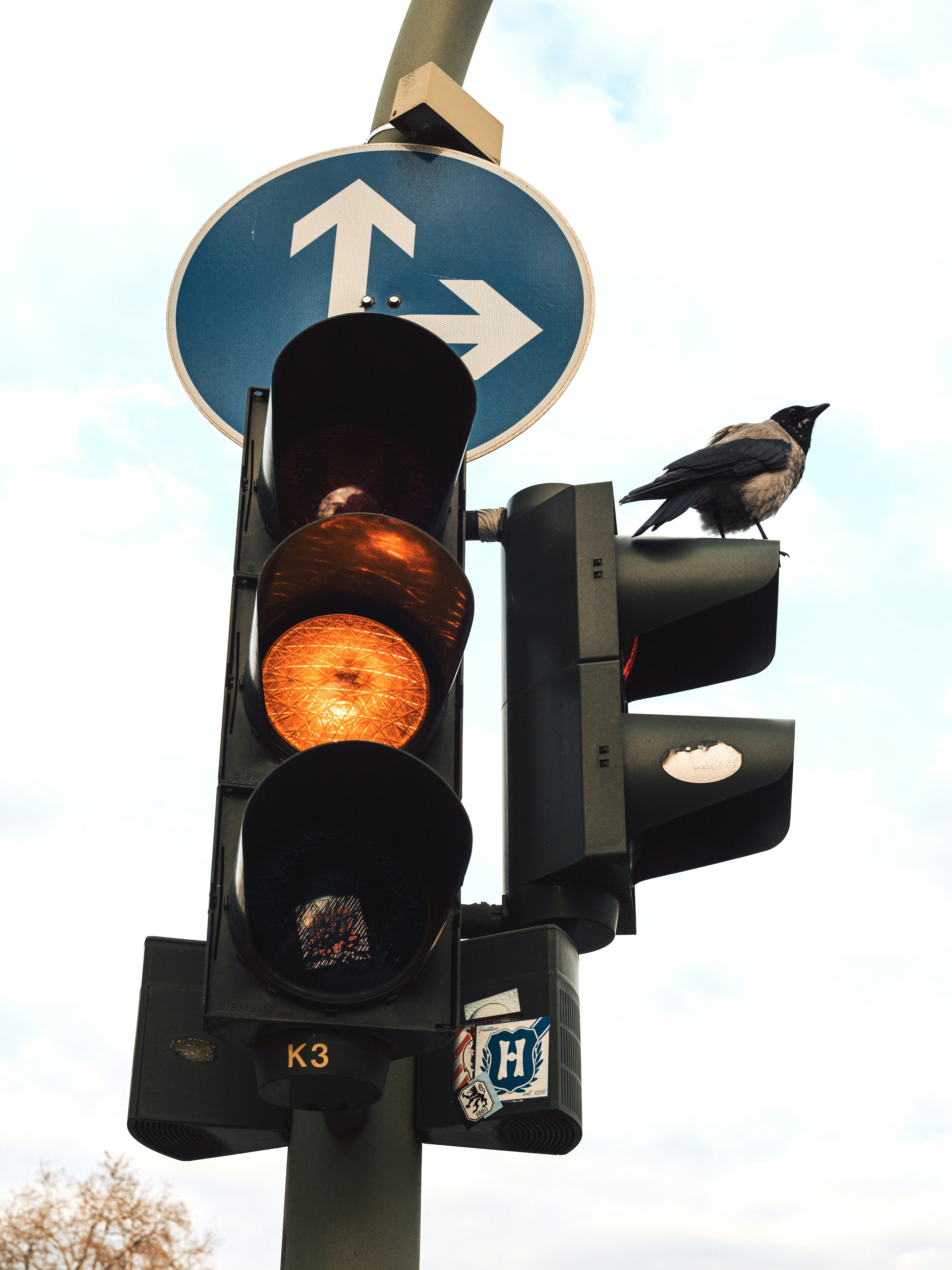 Crow Perch on a Signal: Amber Light Beneath a Blue Circle