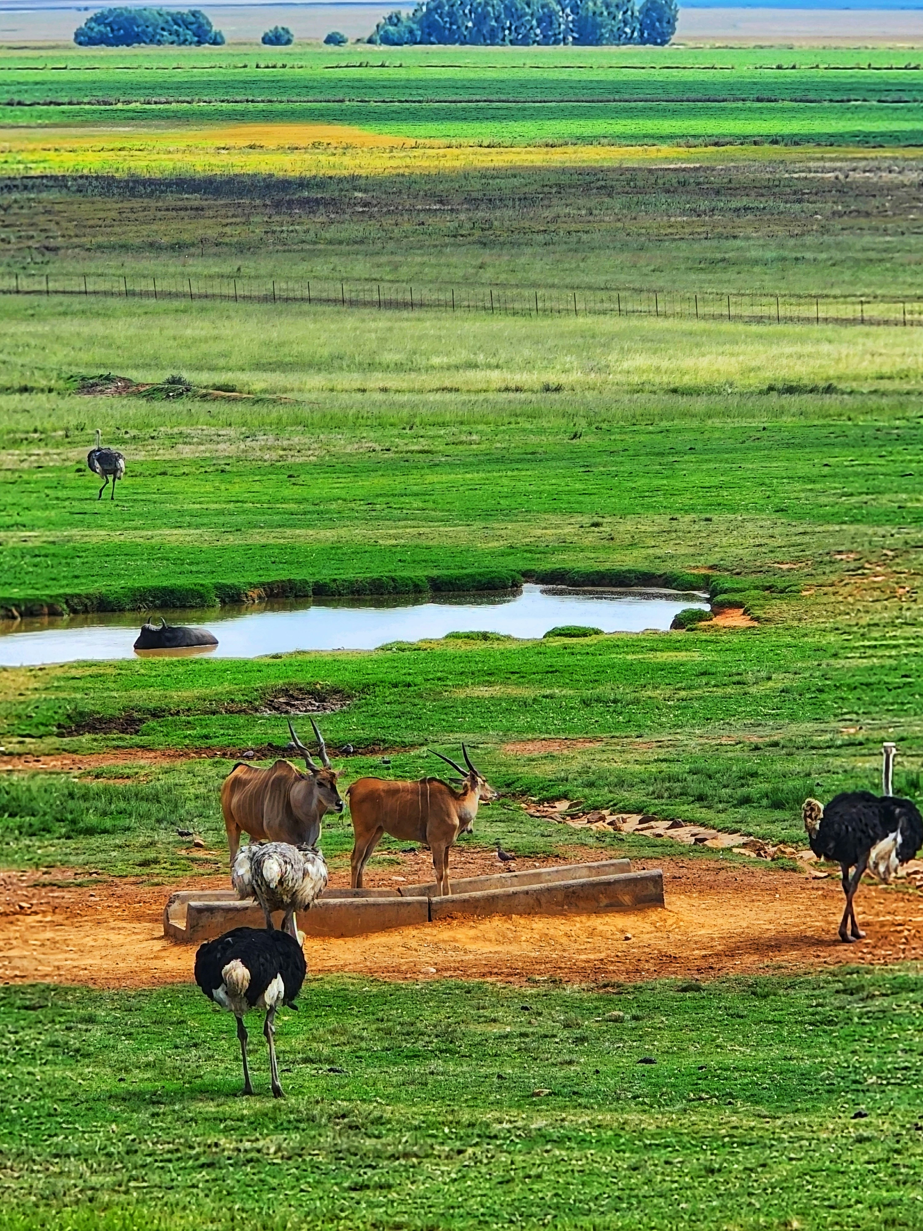 Verdant Fields: Horned Herds Gather by a Simple Trough
