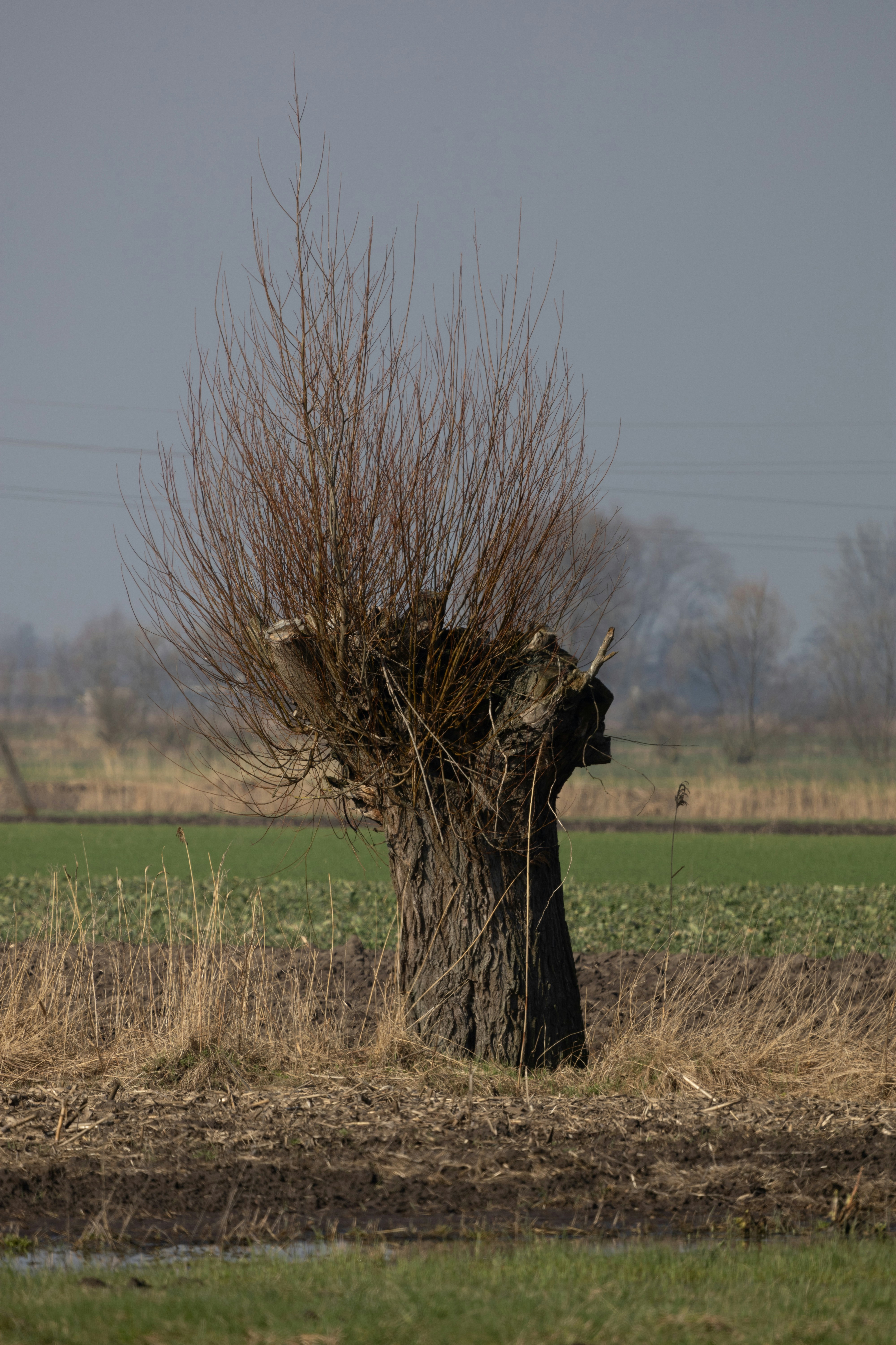 The Crowned Stump: A Weathered Sentinel in a Quiet Field