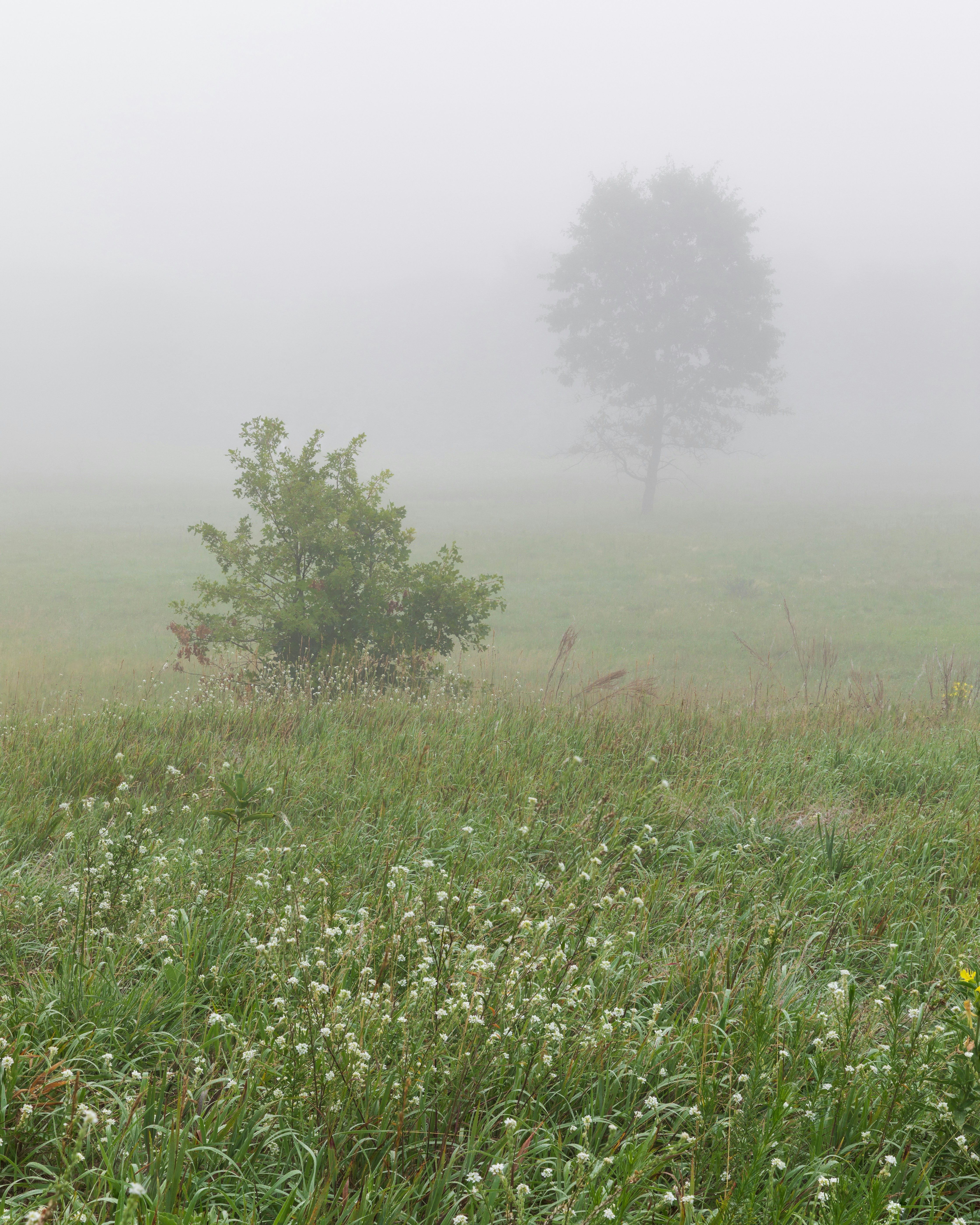 Two Trees in the Fog